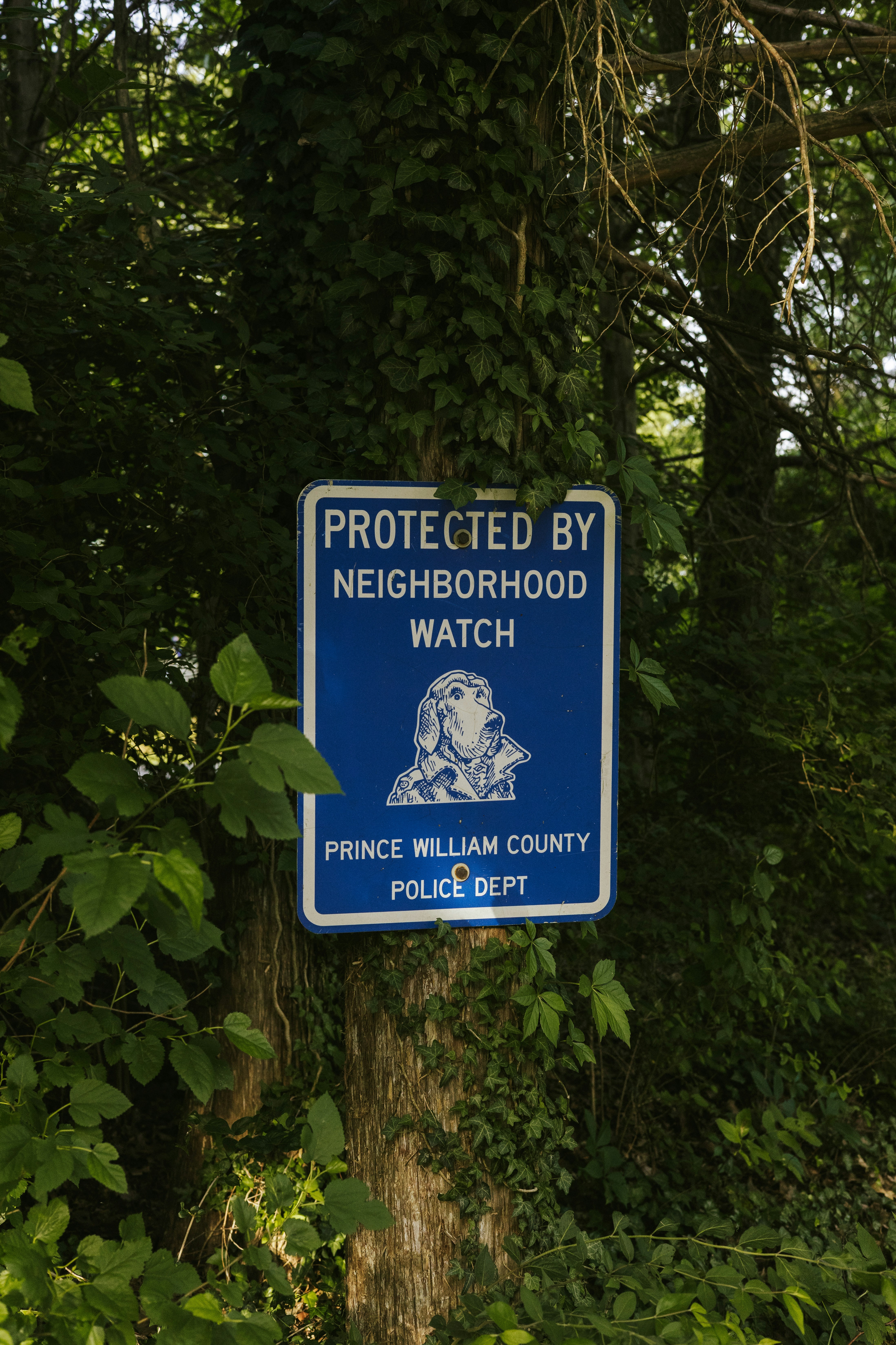 Blue Neighborhood Watch Sign Clinging to a Furrowed Tree