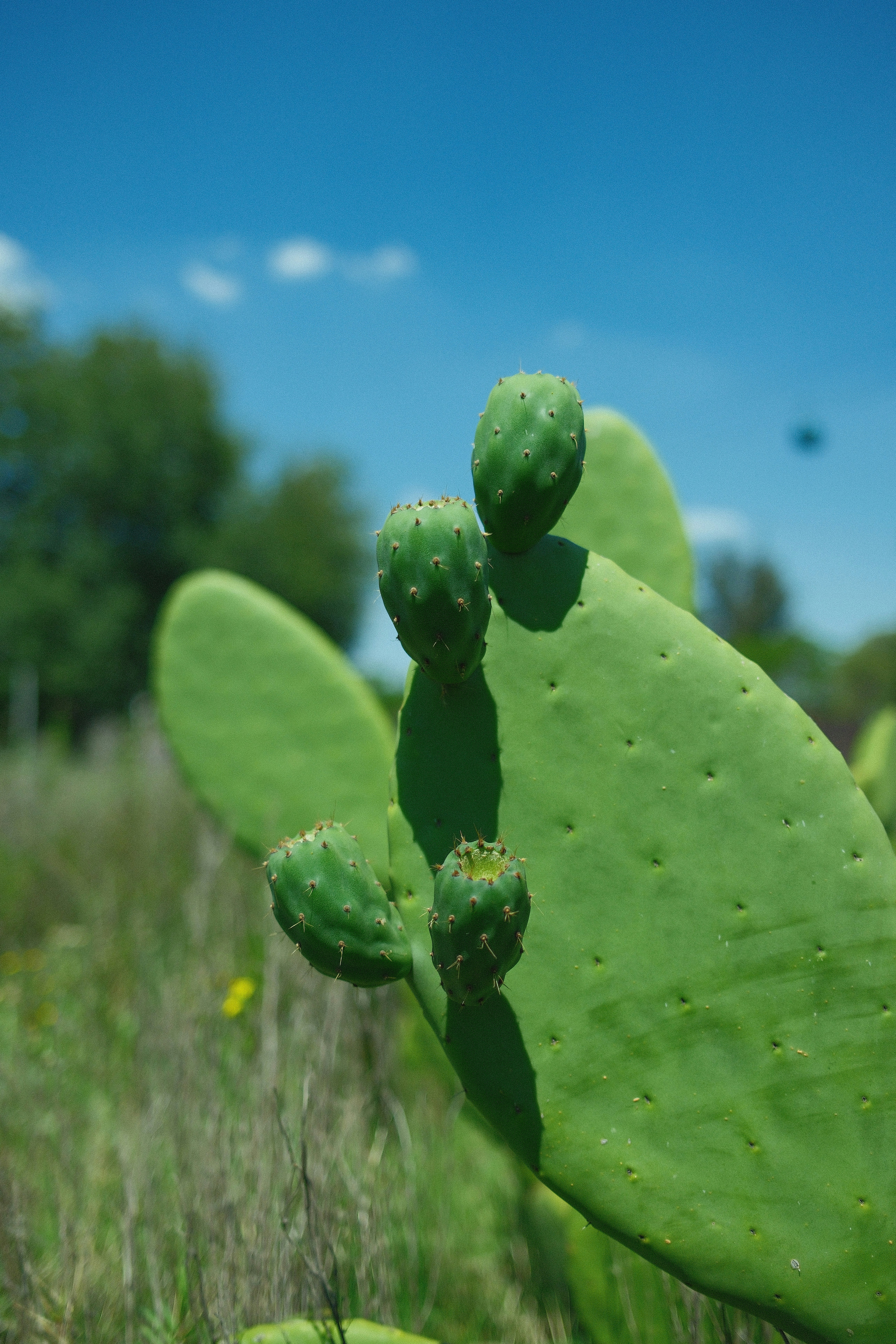 Green Pads Under a Blue Sky: Prickly Pear Emergence