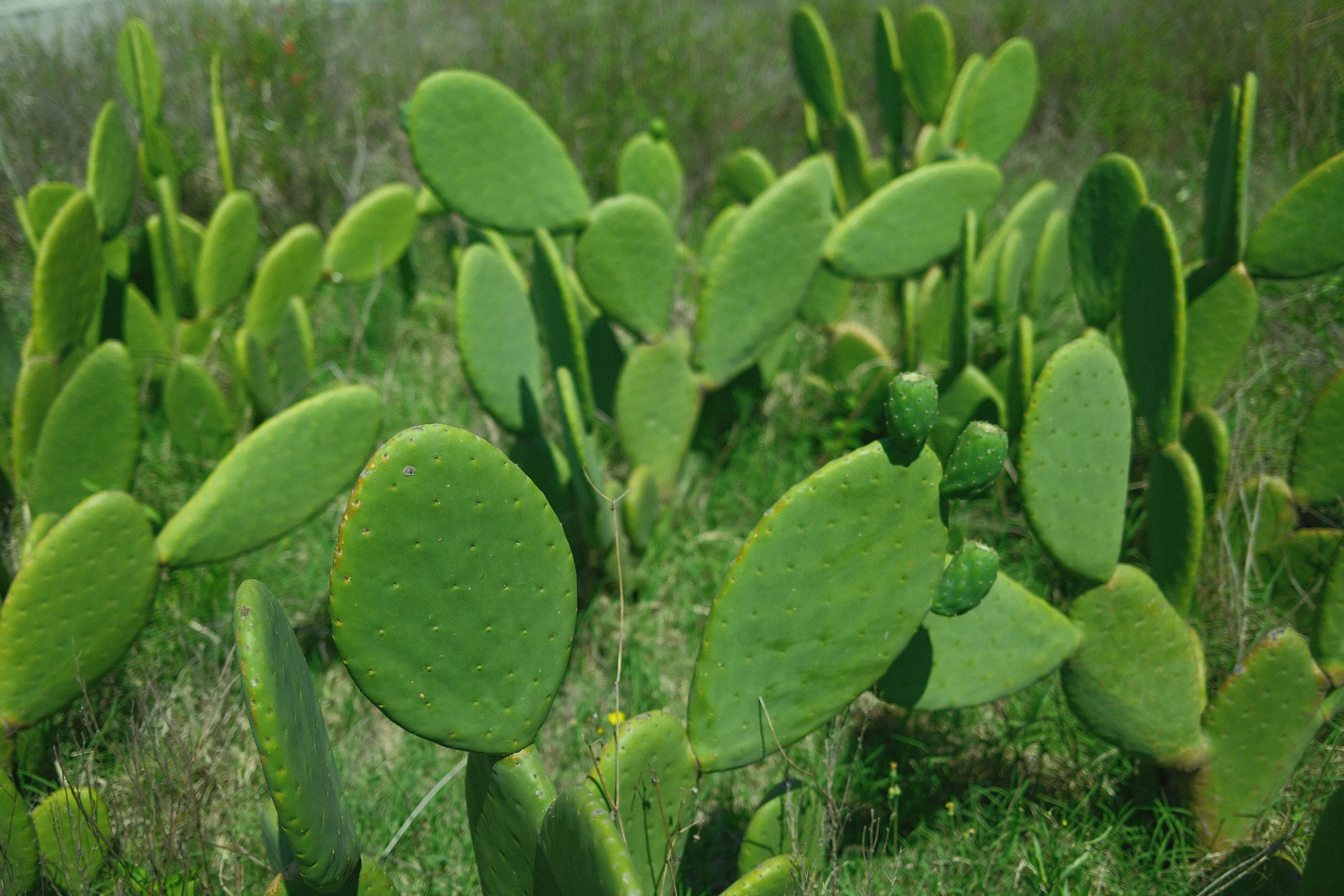 Green prickly pear cactus pads growing in a natural field.