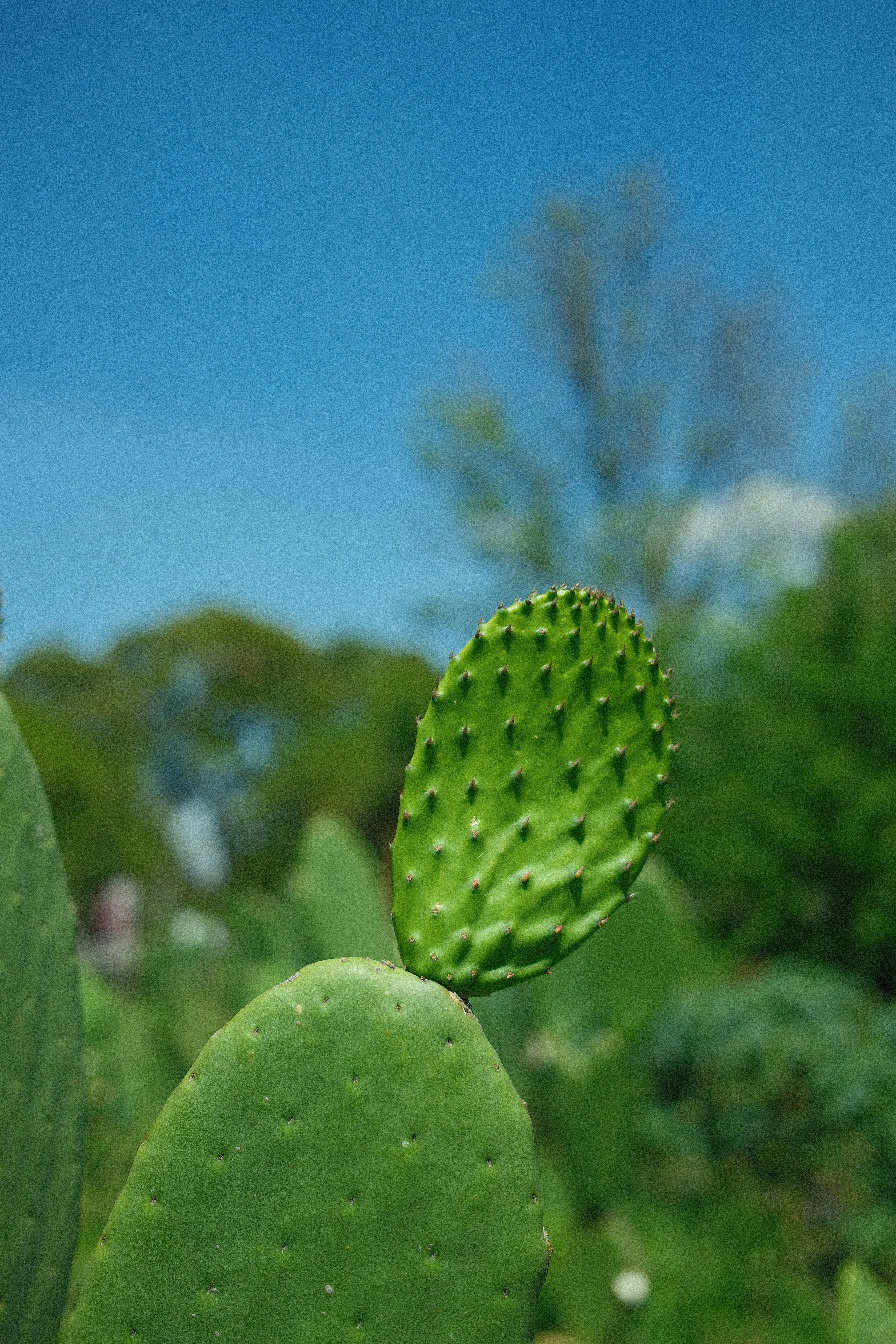 Prickly Green Spotlight: A Prickly Pear in Sharp Focus