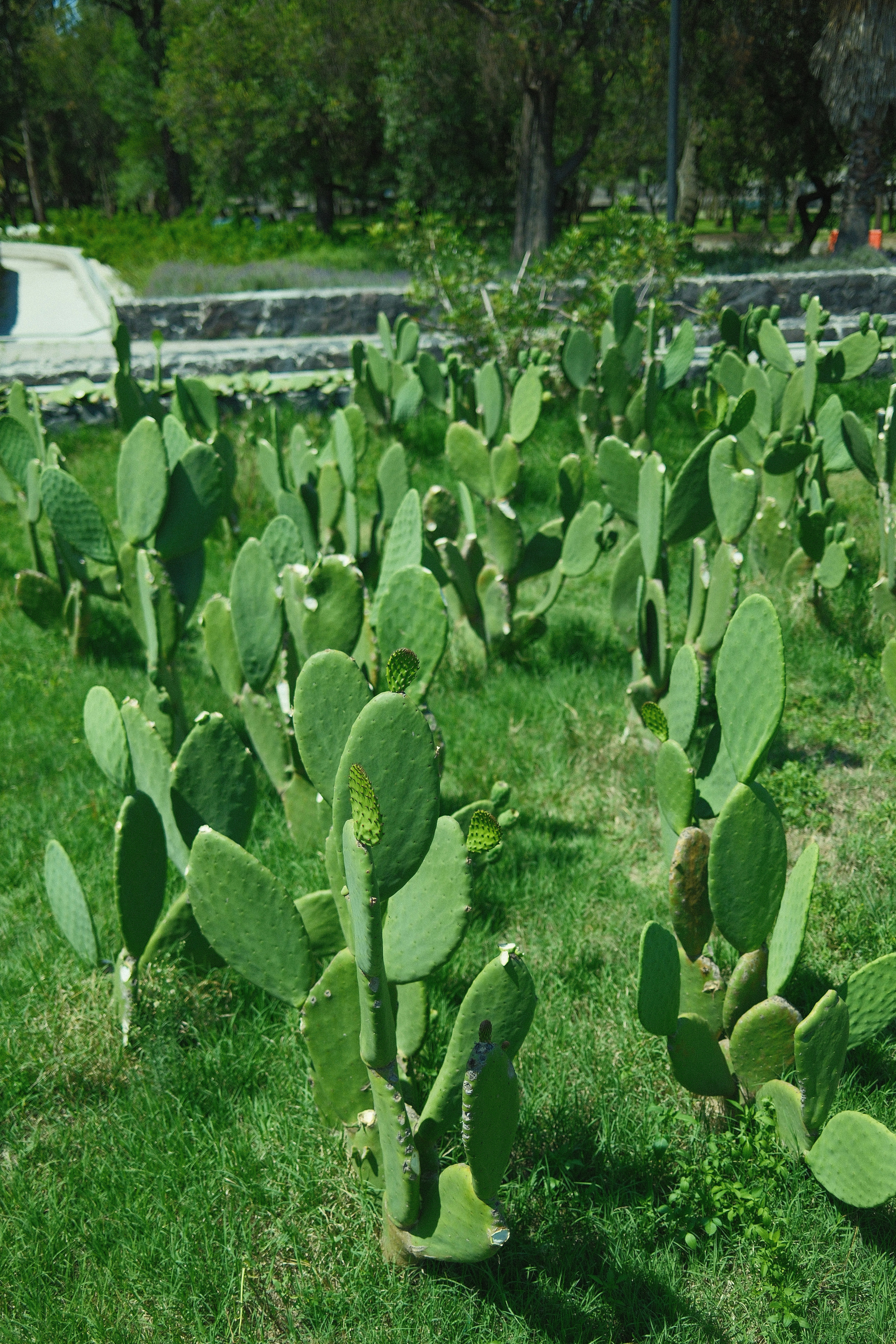 Prickly Patch: A Row of Opuntia in Full Sunlight