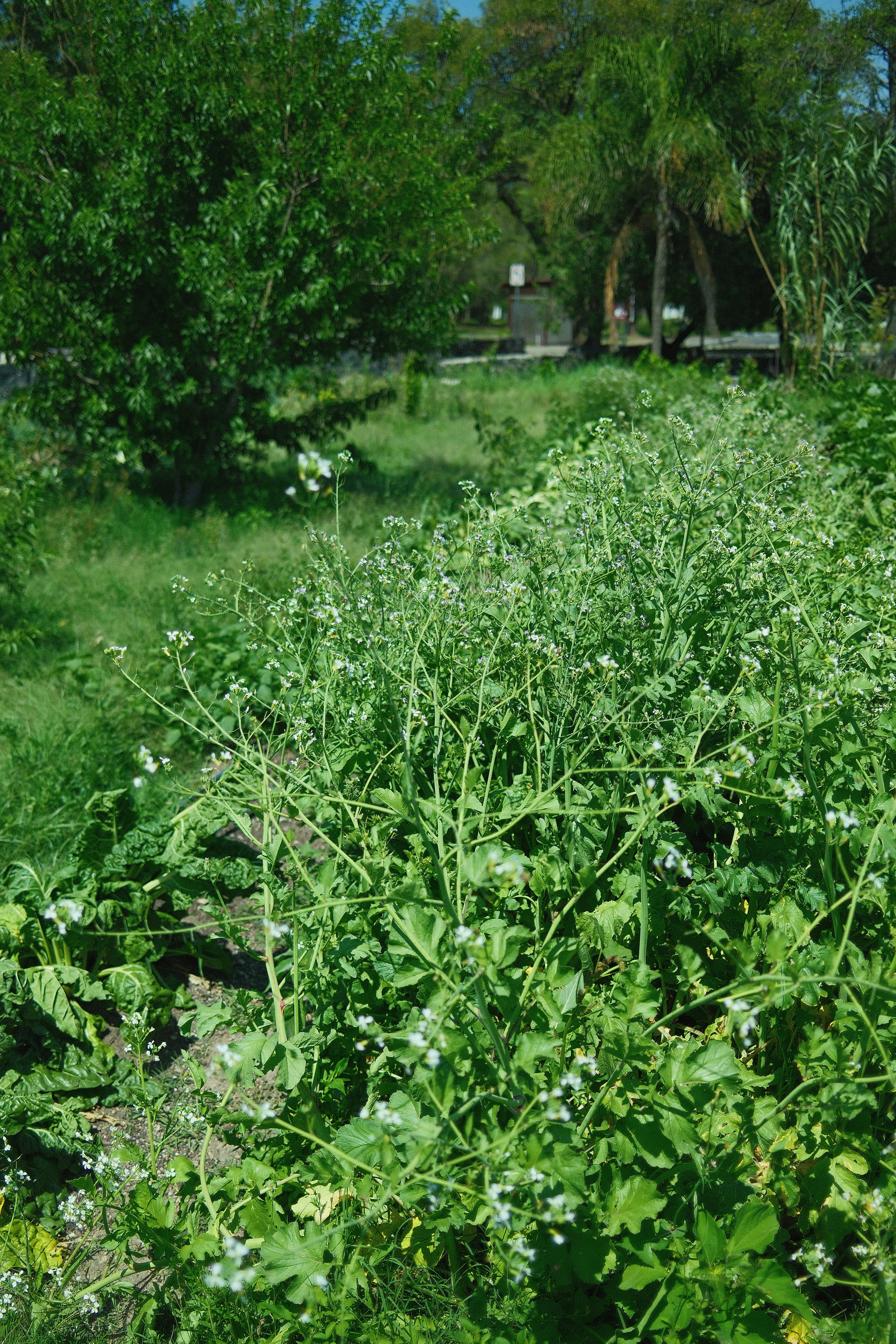 Garden of White-Studded Blooms: A Brush with Spring Light