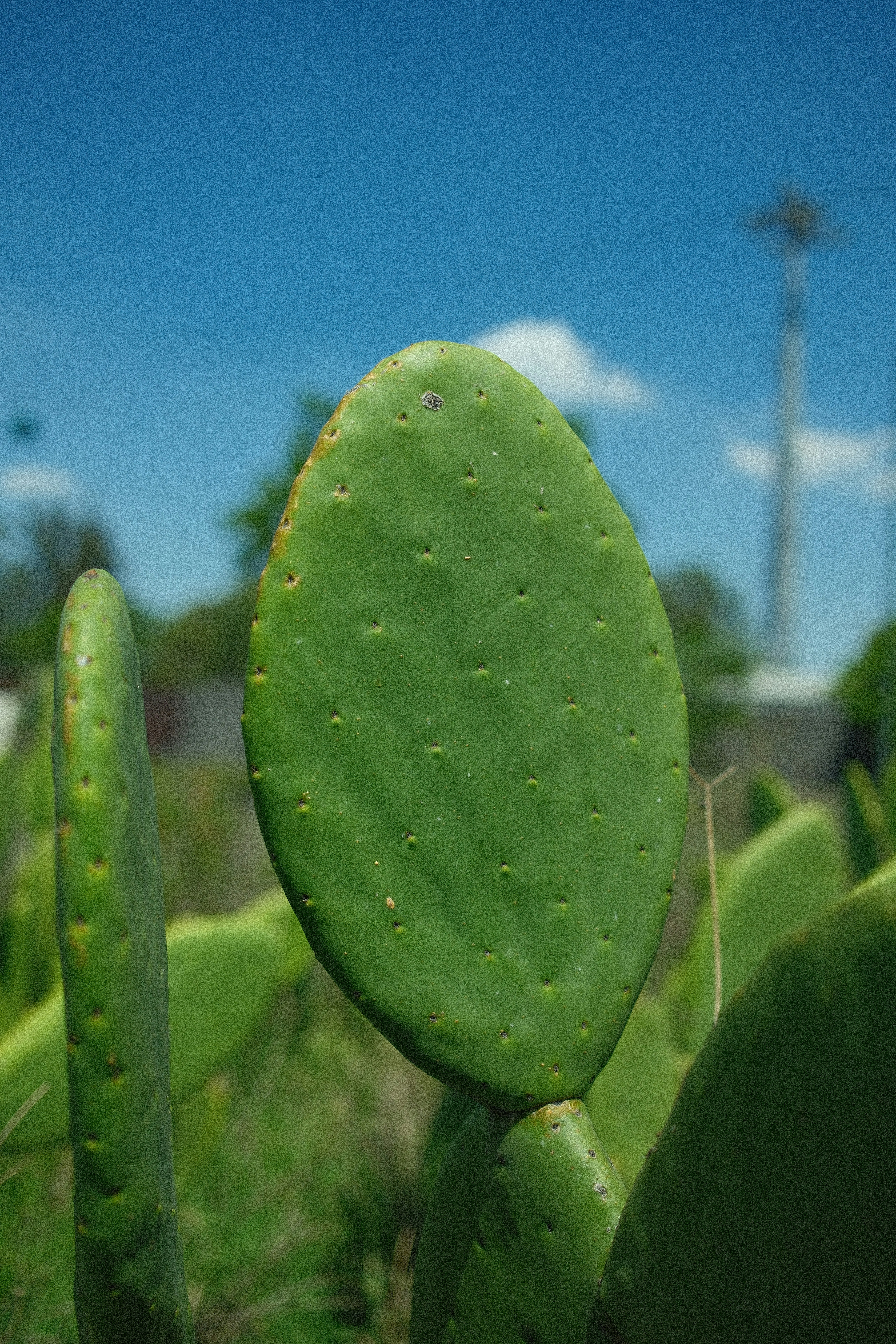Green Paddle: Close-Up of a Prickly Pear Against a Sunny Backyard