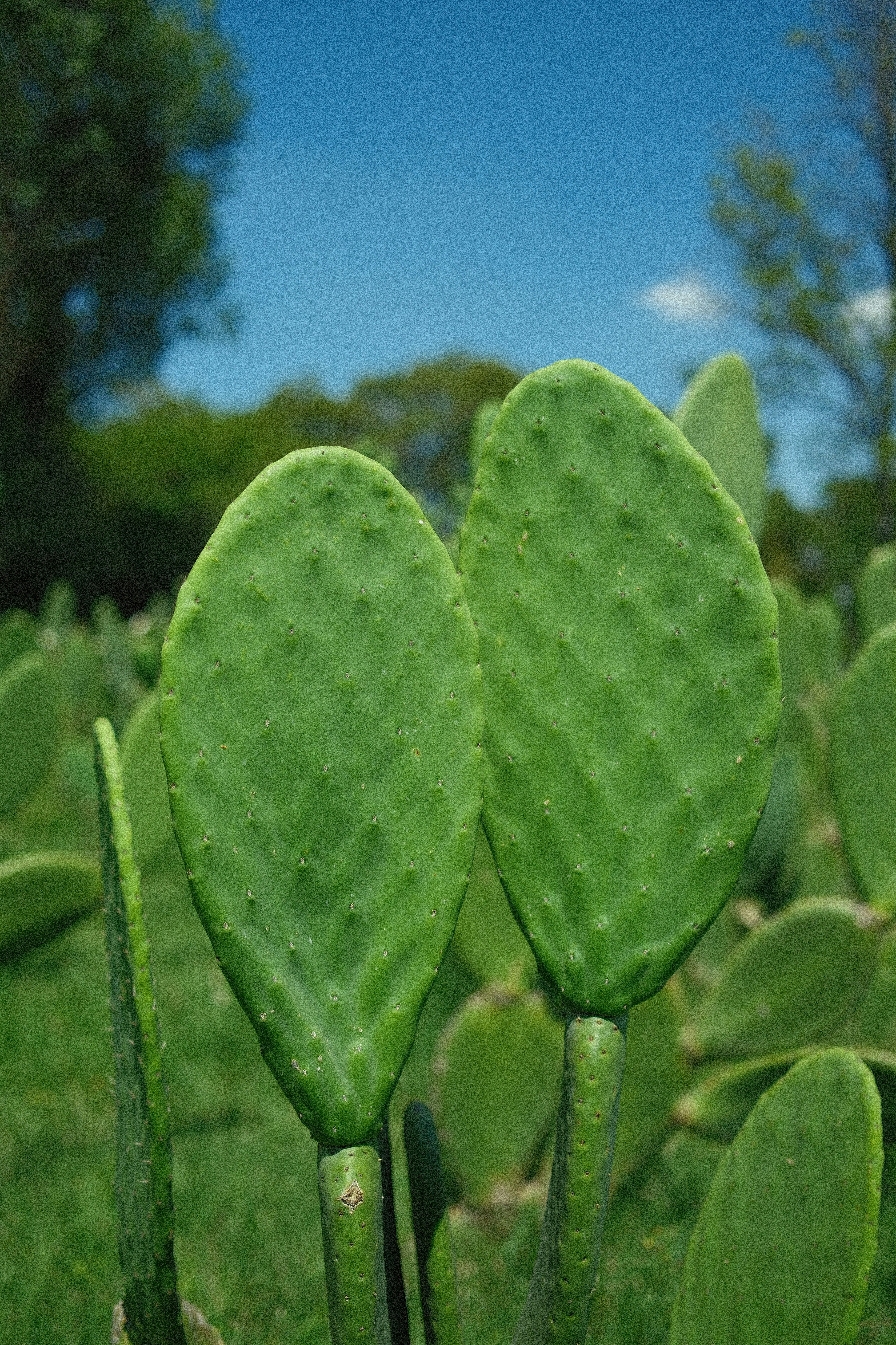 Two green prickly pear cactus paddles against a blue sky.