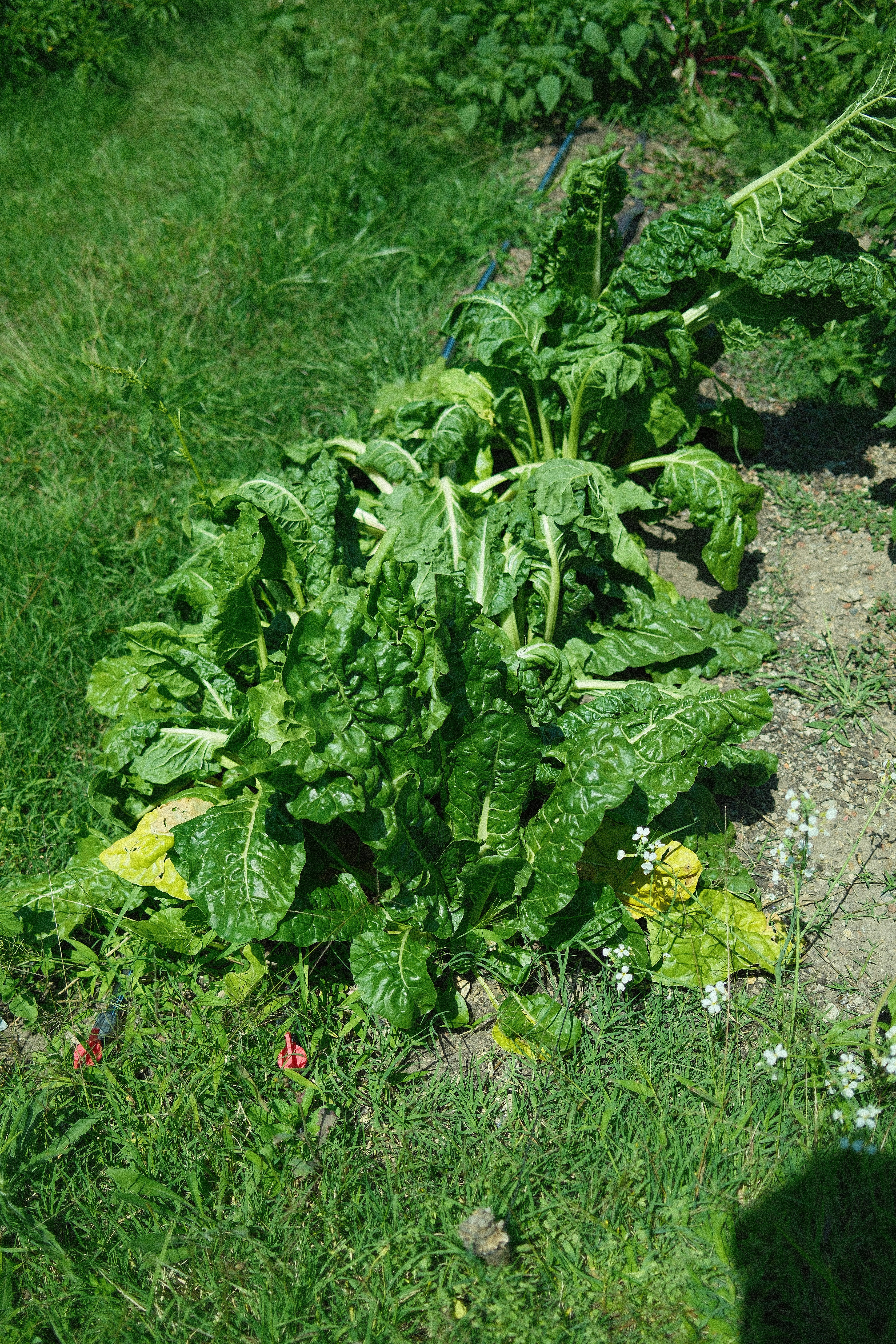 Shaded kale crowns in a sunlit garden row