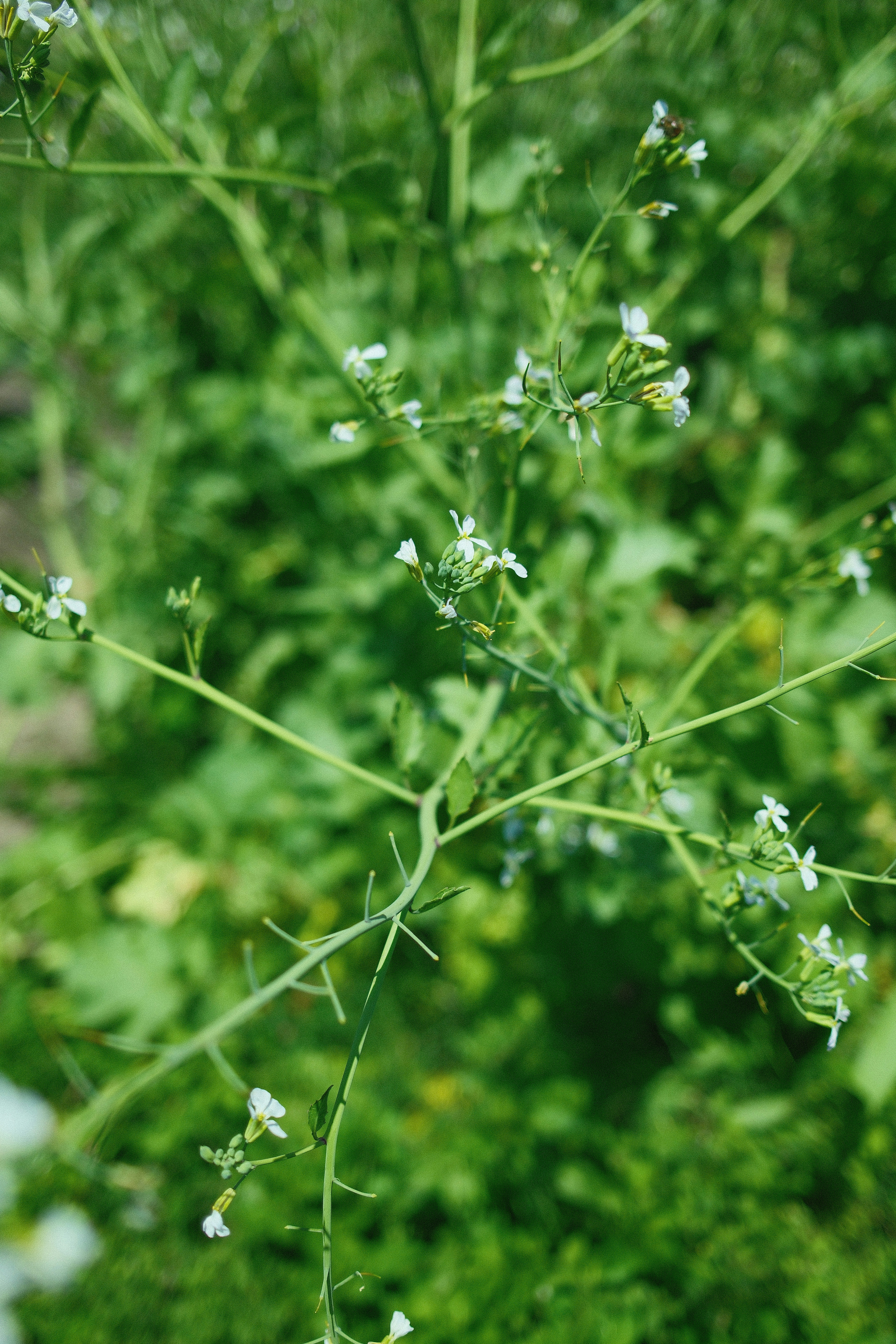 Delicate white blooms weave through emerald stems in summer light