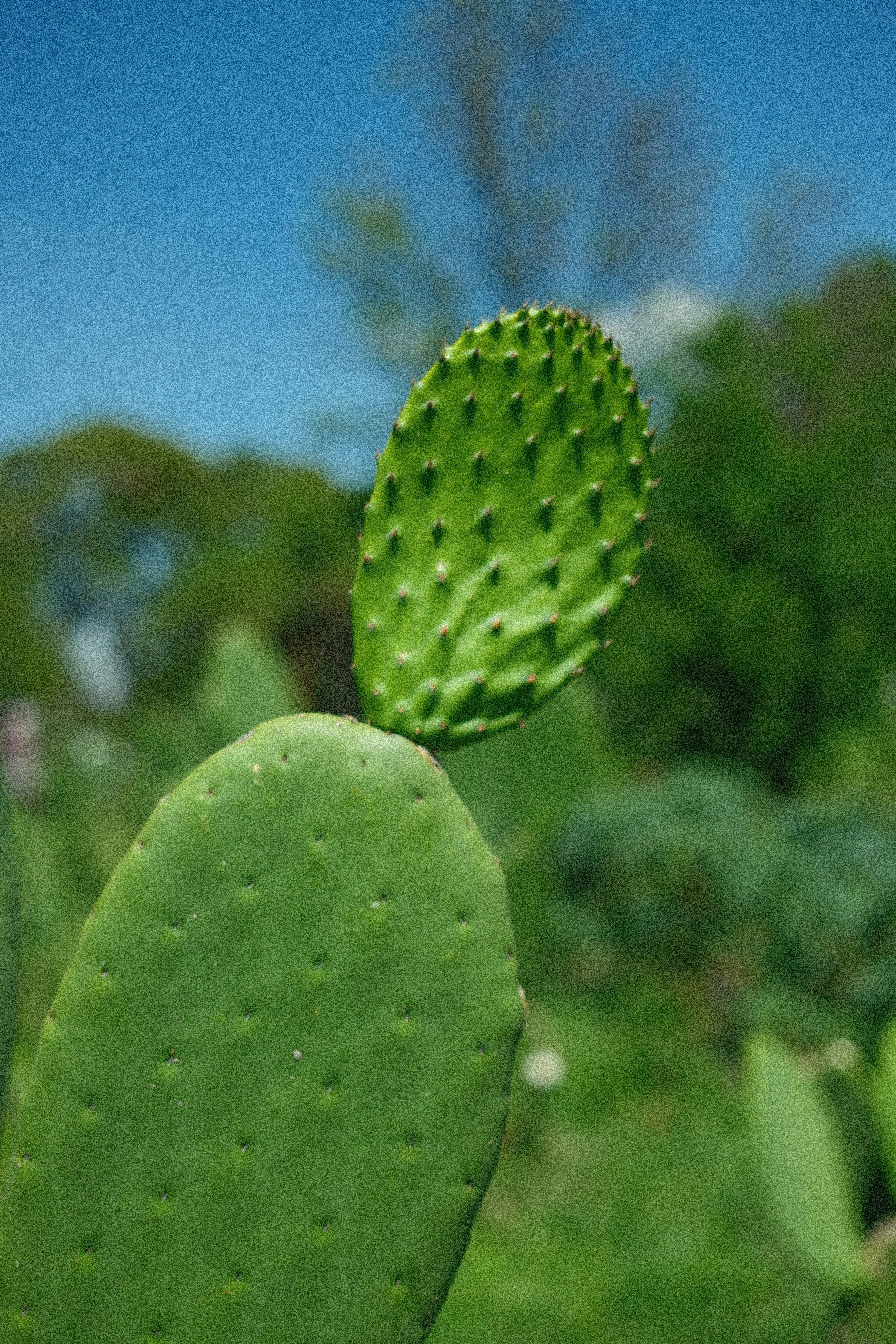 Green Pads in Focus: A cactus leaf duet against a sunlit garden backdrop