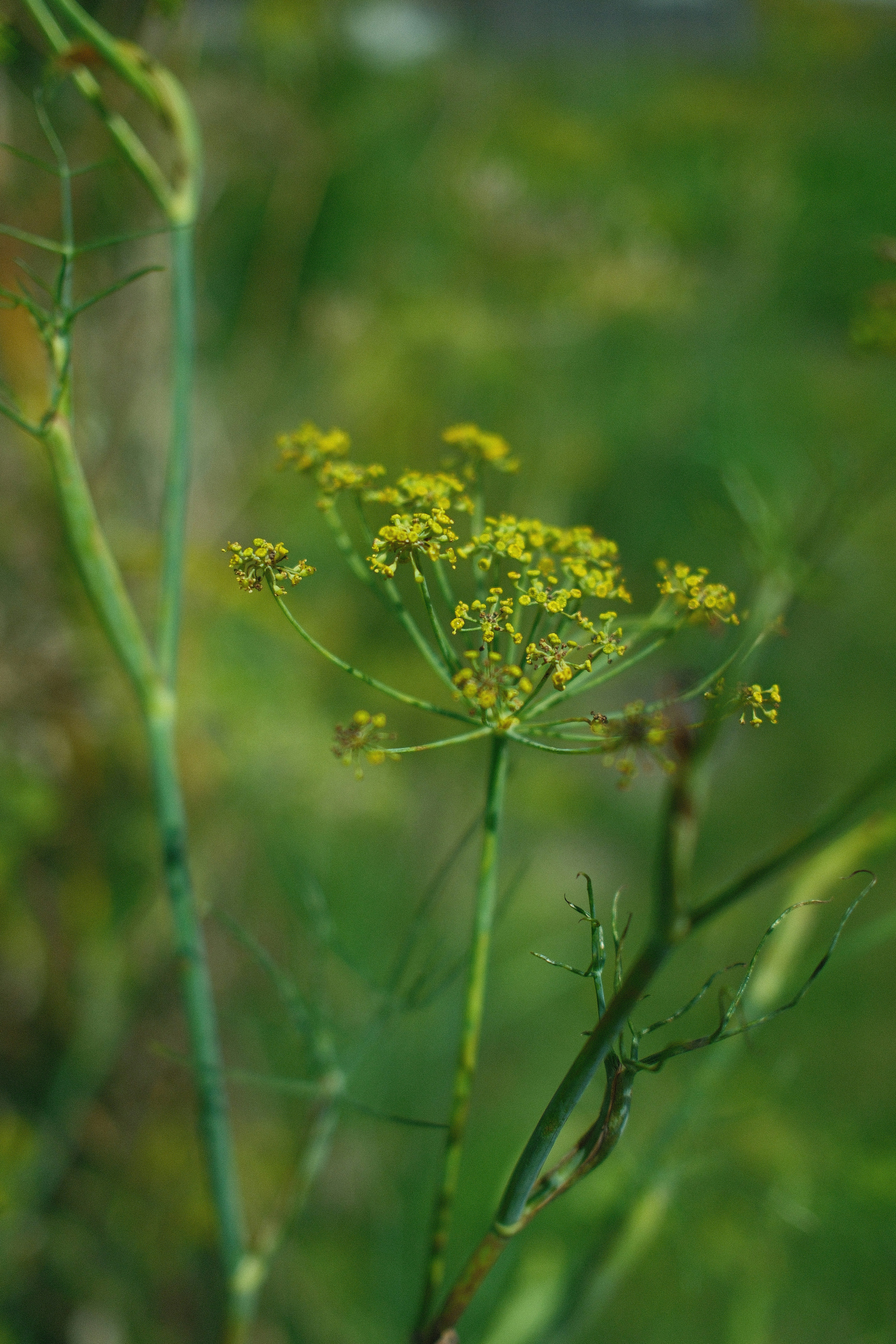 Delicate Umbellifer Bloom in Soft Meadow Green