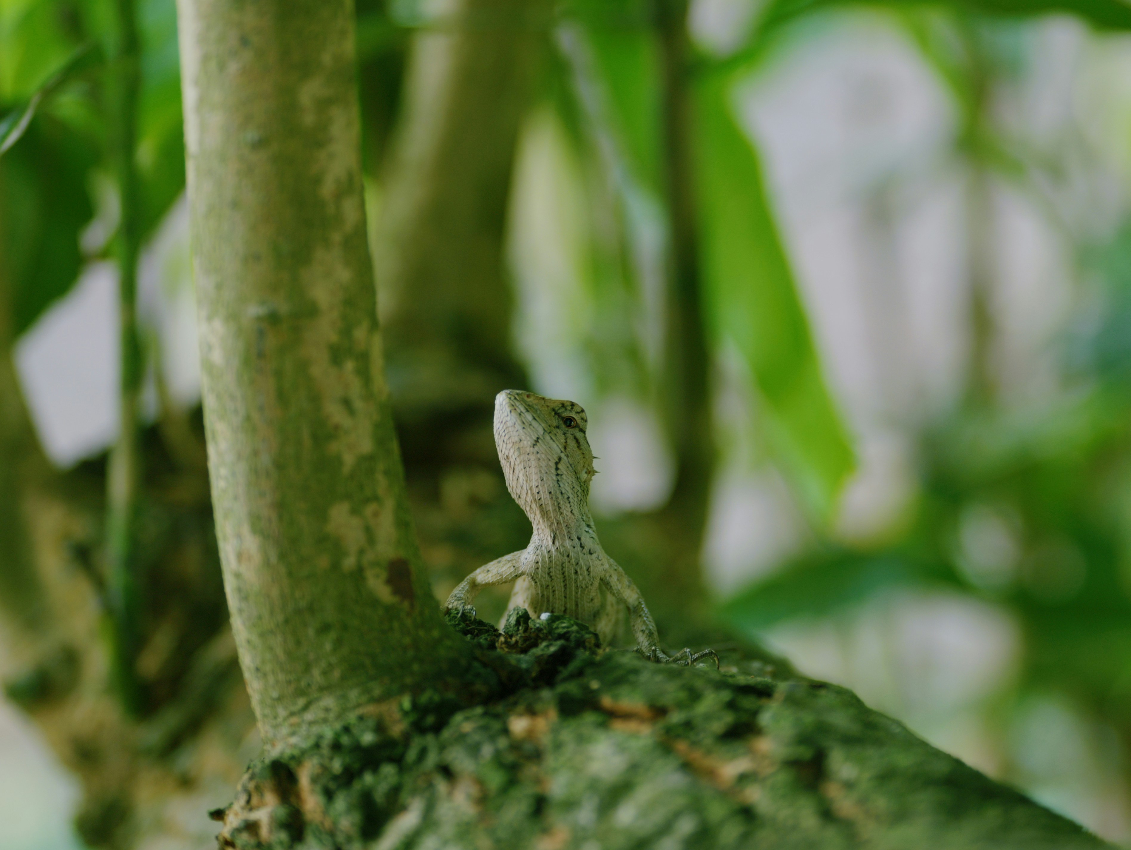 Tiny Sentinel: A Lichen-Touched Figure Peeking Over the Mossy Ground