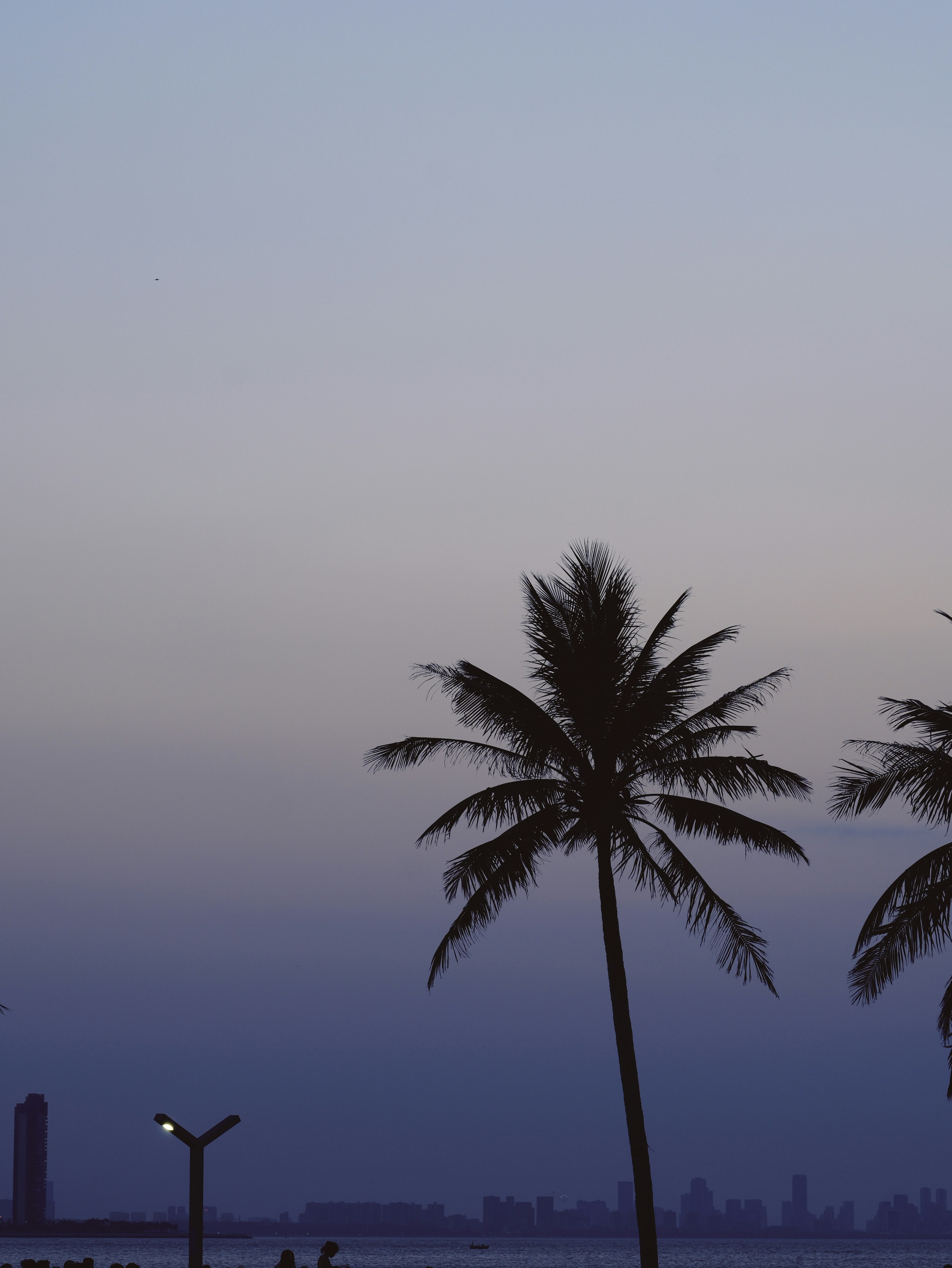 Palm silhouettes at dusk over a quiet seafront
