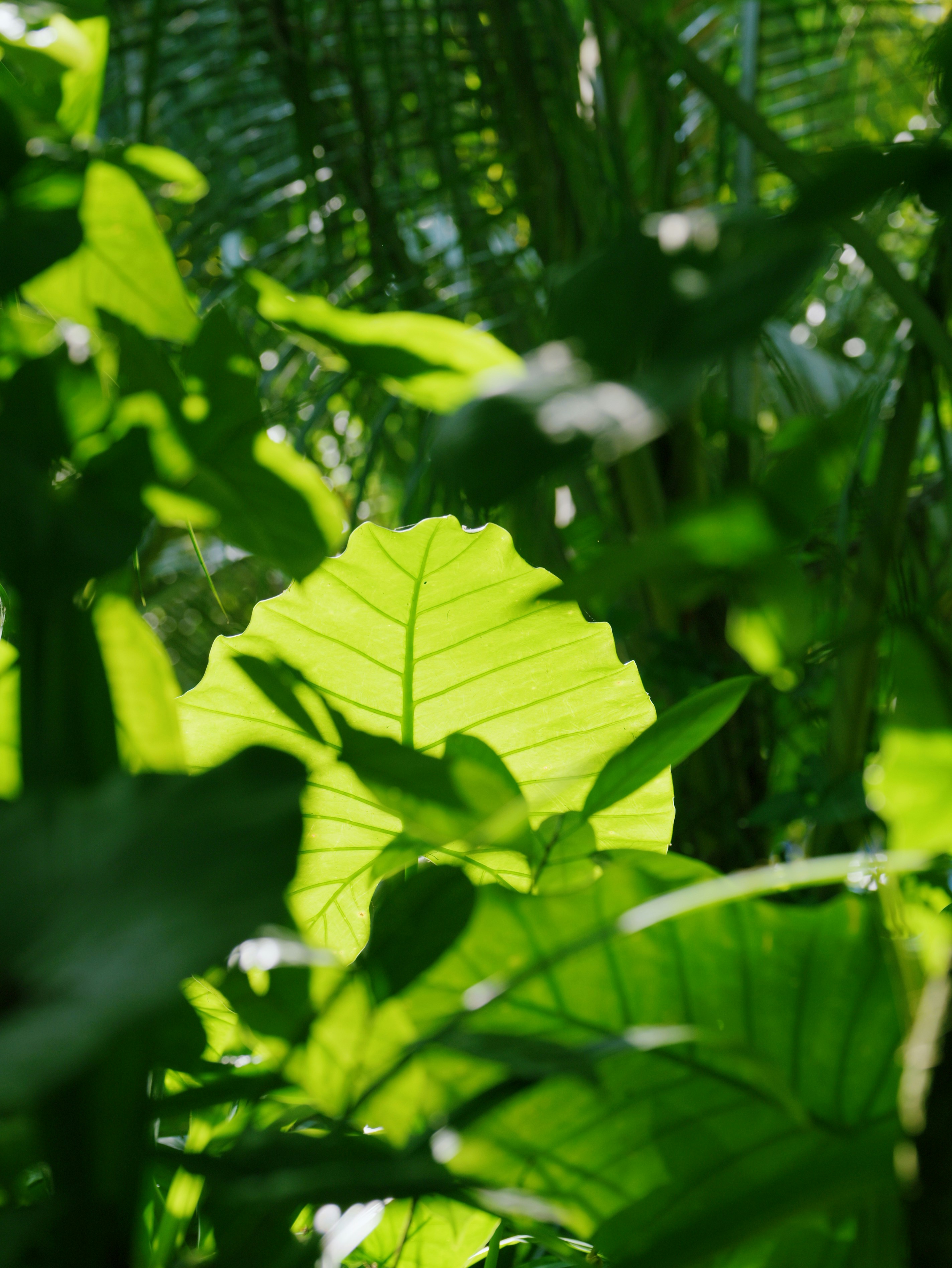 Sunlit Venation: A Leaf in Sharp Focus Amid a Jungle of Green