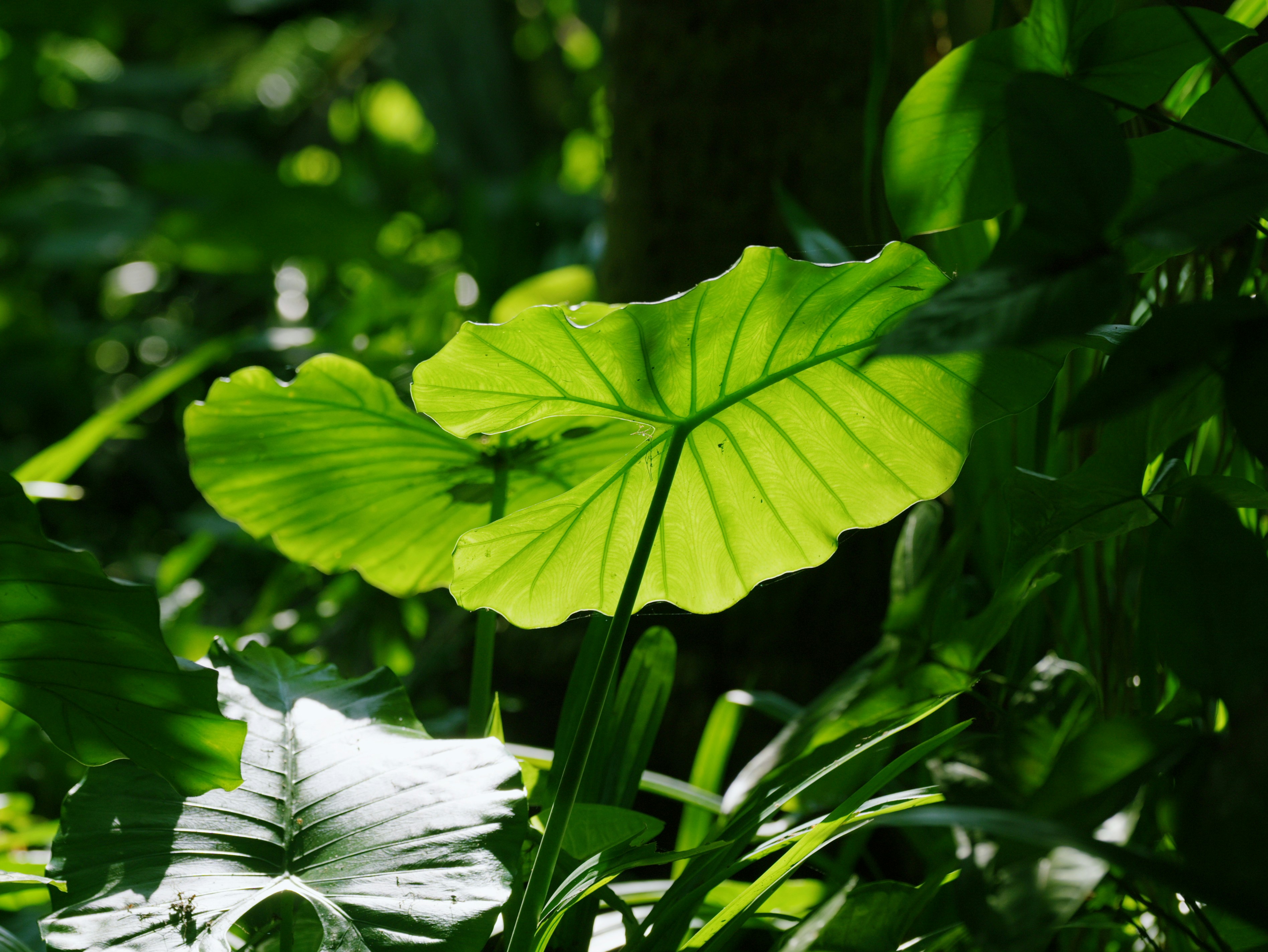 Sunlit Lotus Leaf Among Deep Green Canopy