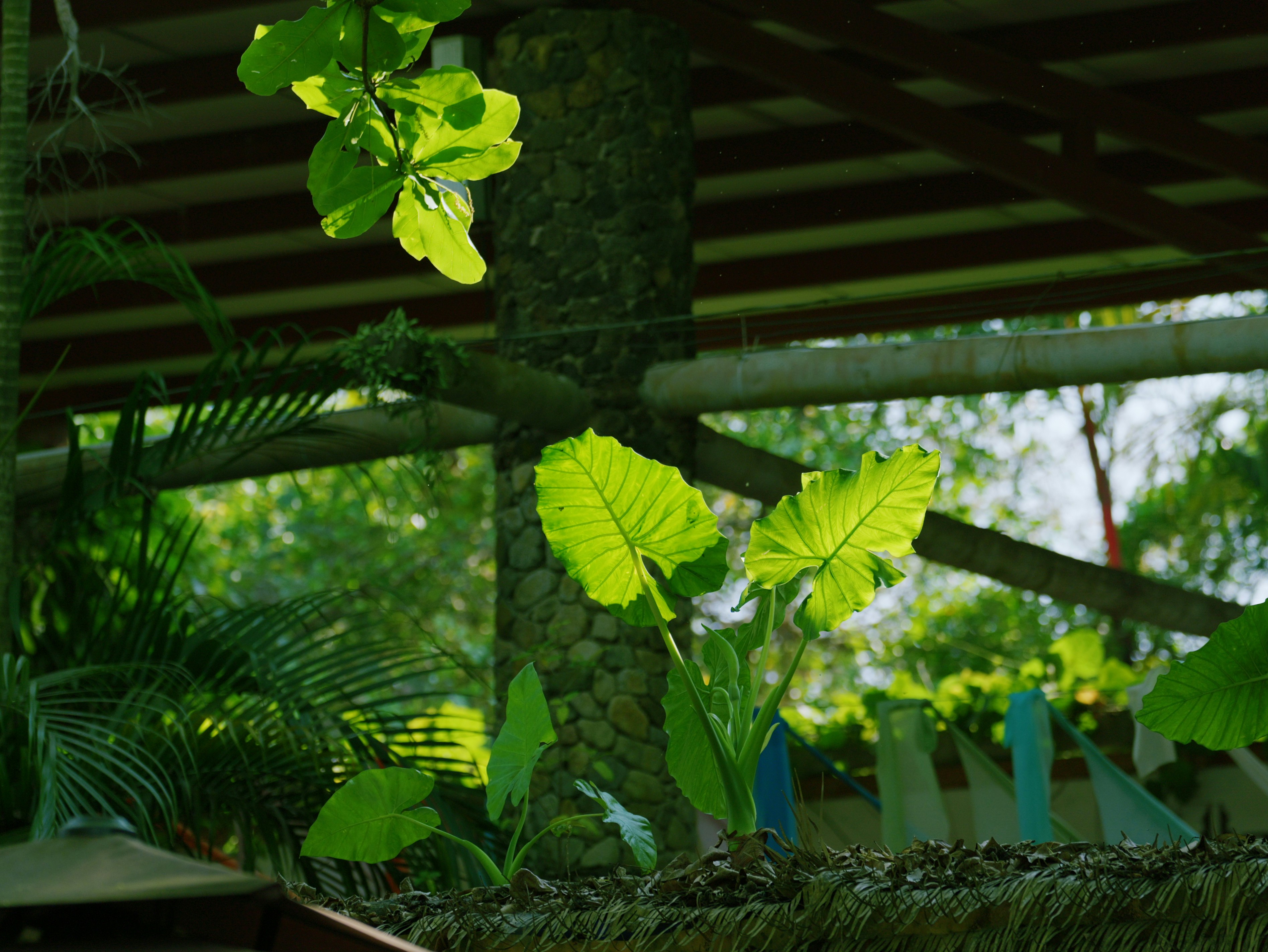 Sunlit tropical leaf cluster reaching toward the shadowed eaves