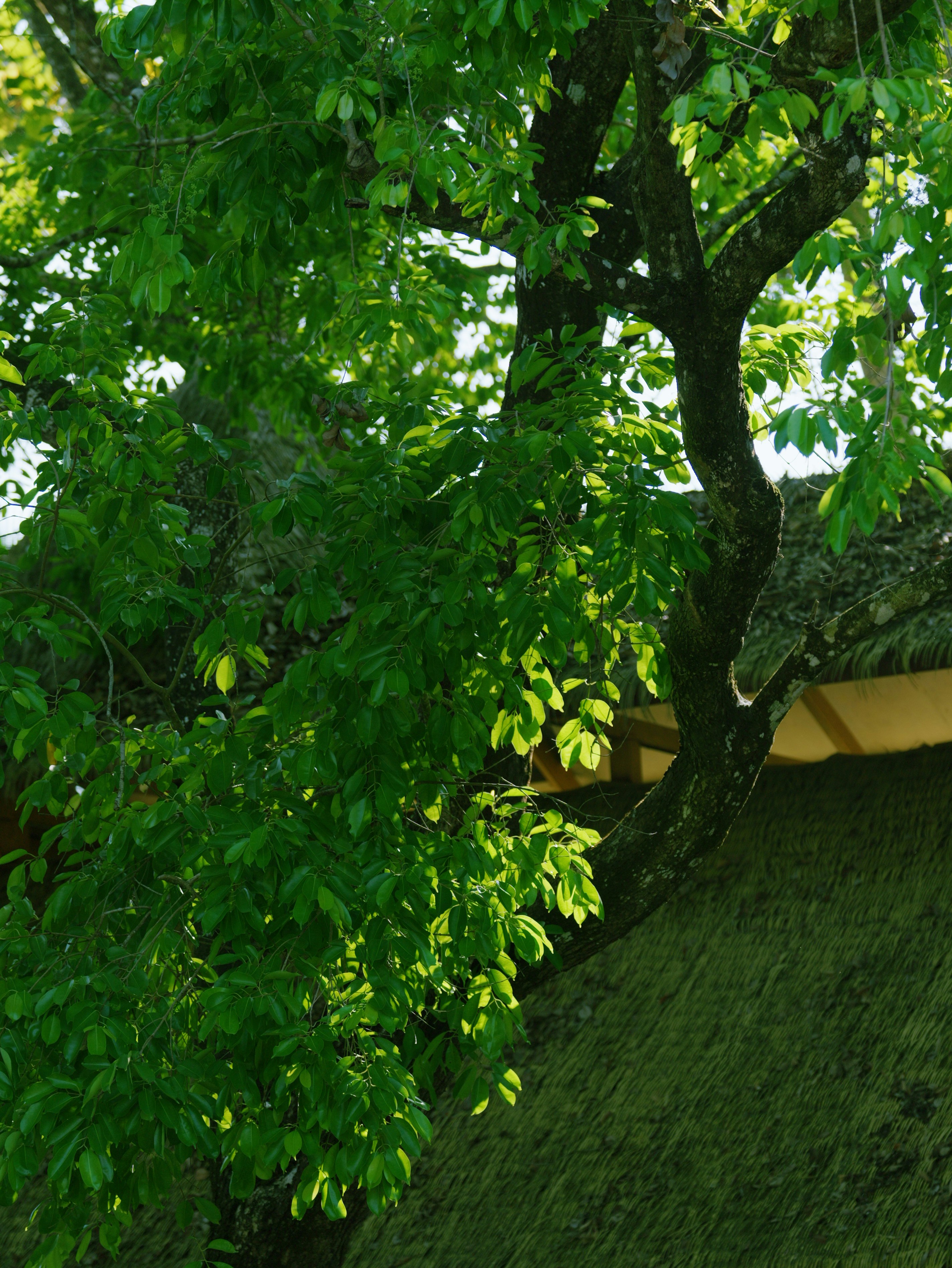 Sunlit Canopy: Emerald Leaves Weave Through a Gnarled Trunk