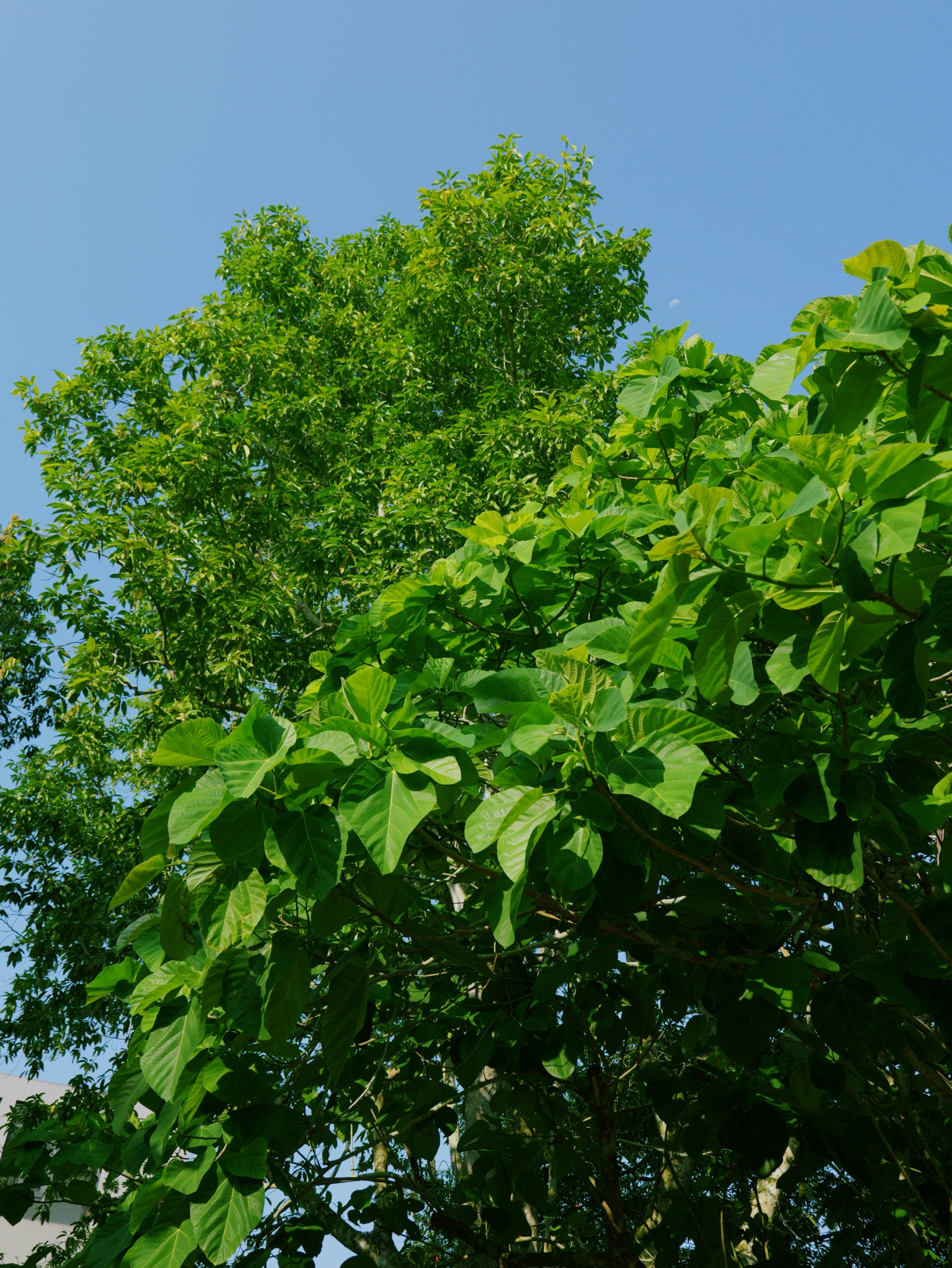 Verdant Canopy Reaching Toward a Clear Sky