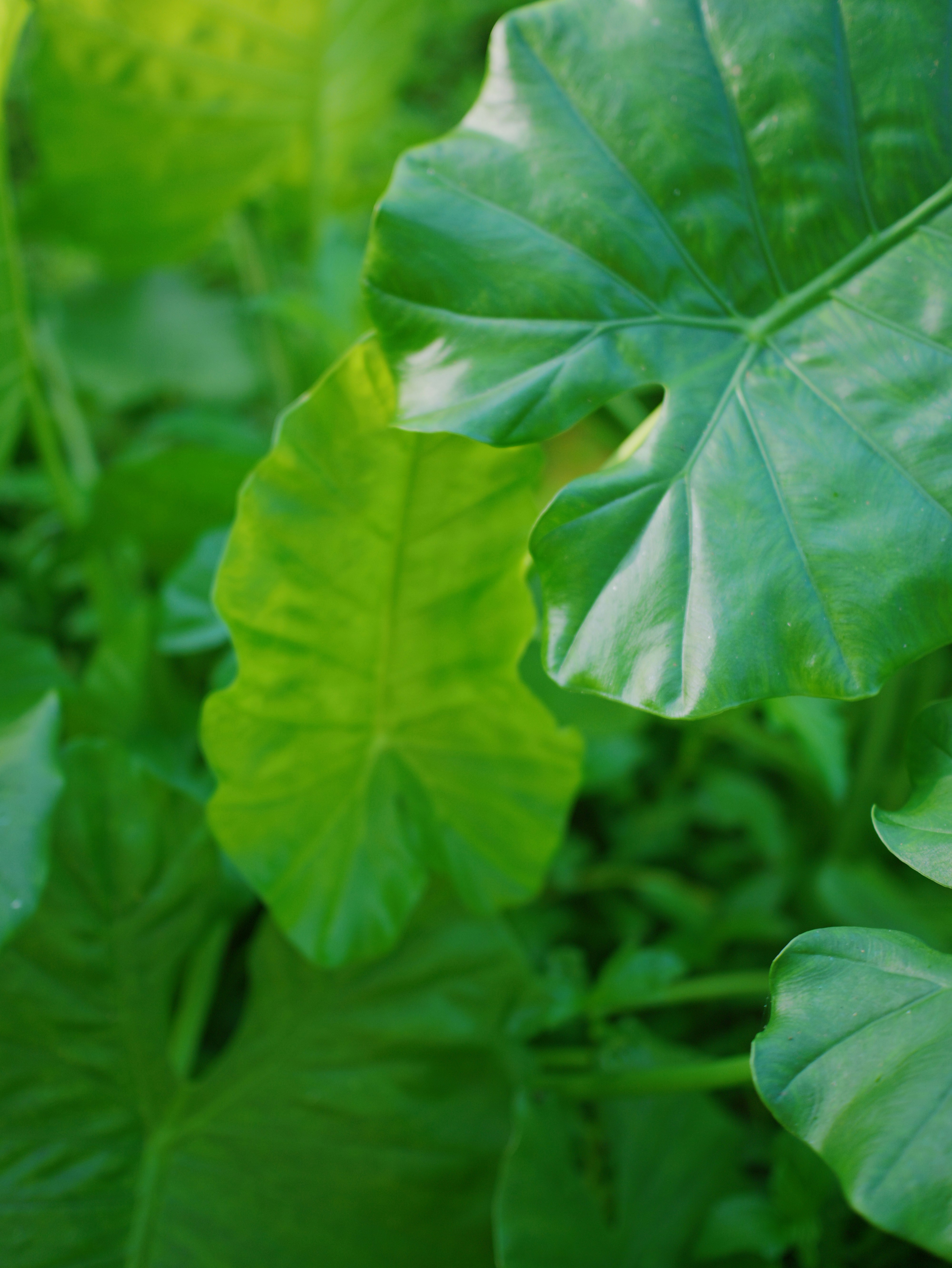 Verdant Veil: Sunlit Green Leaves Close-Up