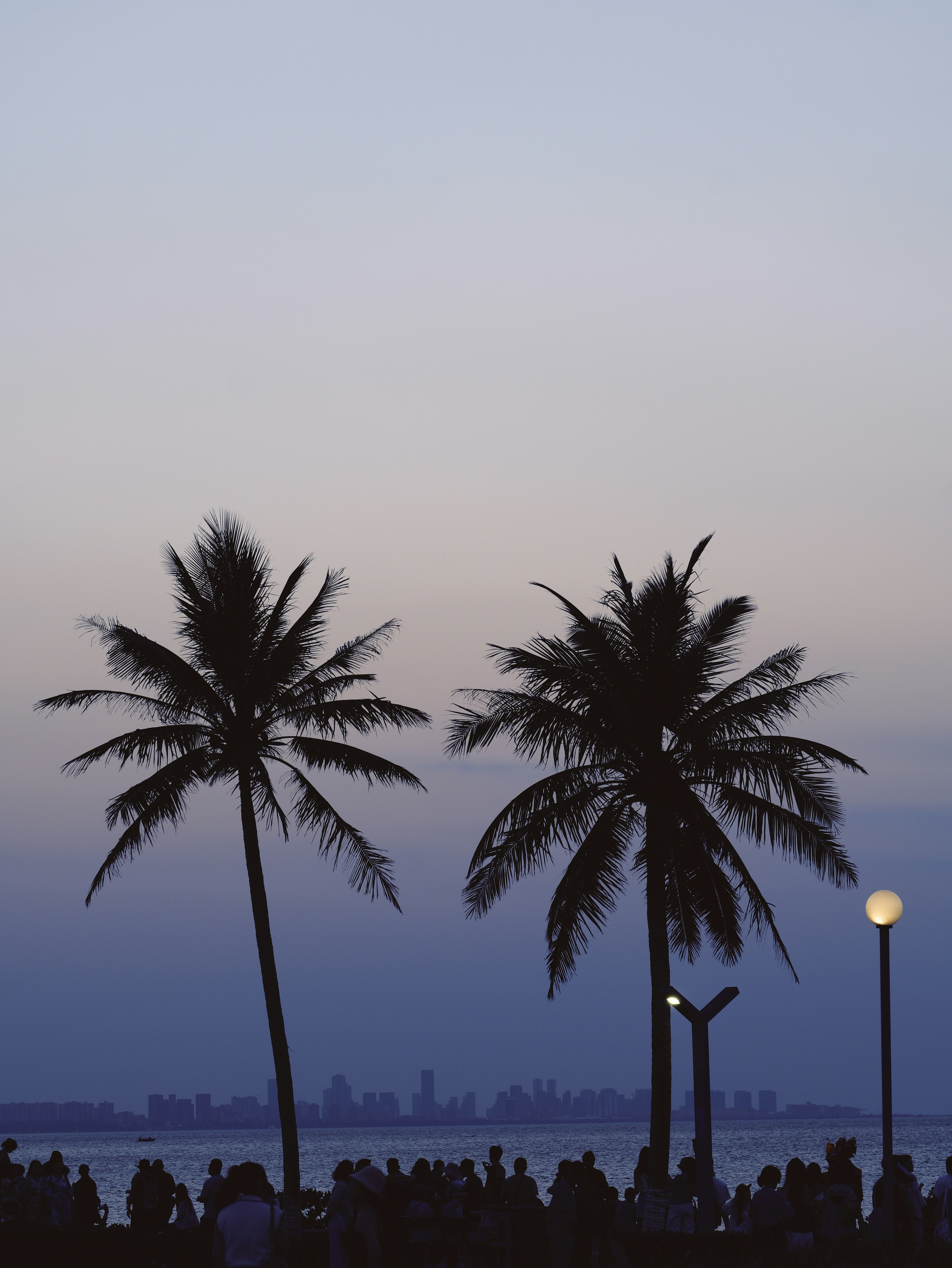 Twin Palms at Dusk Over a Quiet Coastline