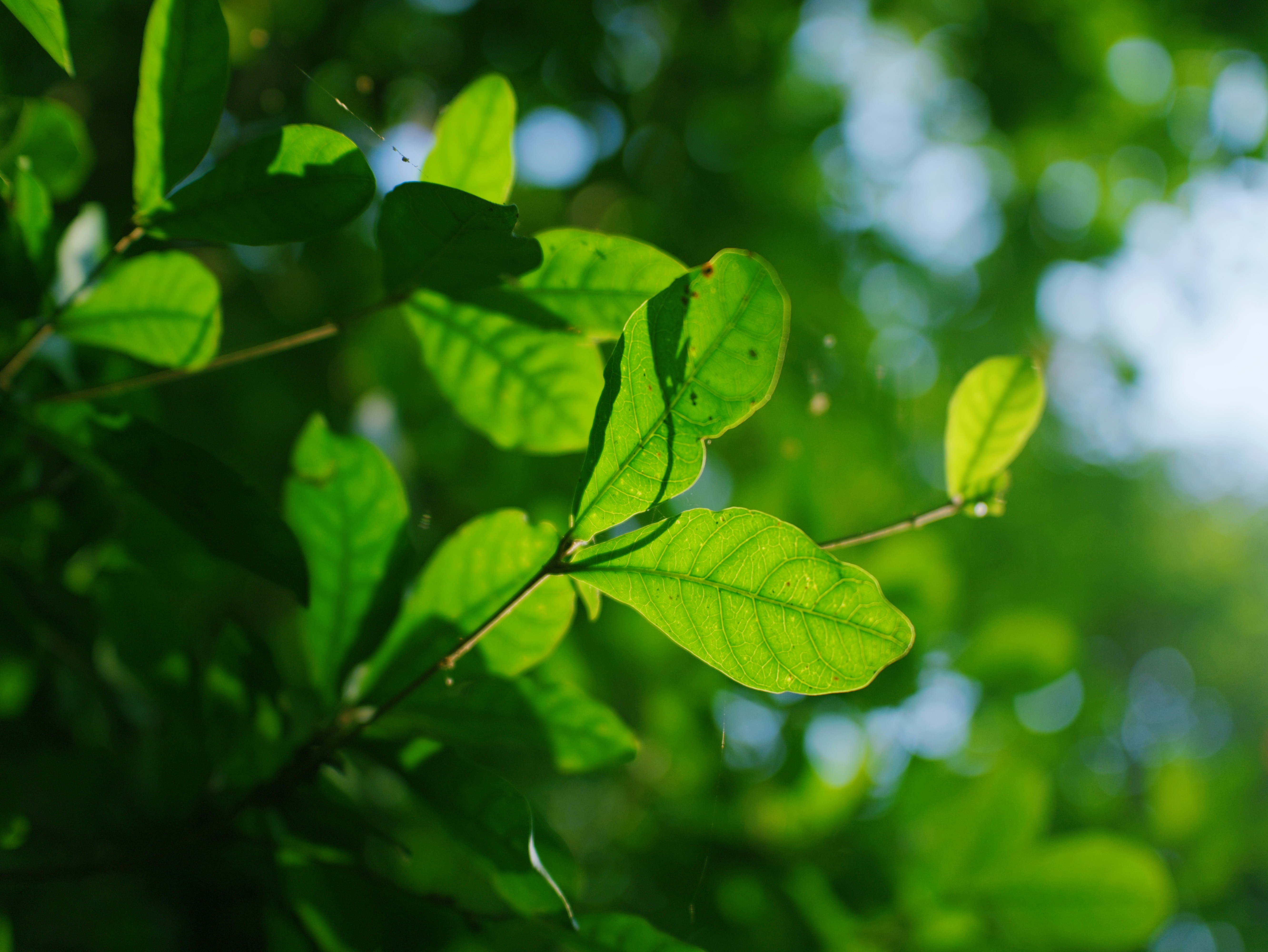 Green leaves with sunlight shining through them and bokeh background.