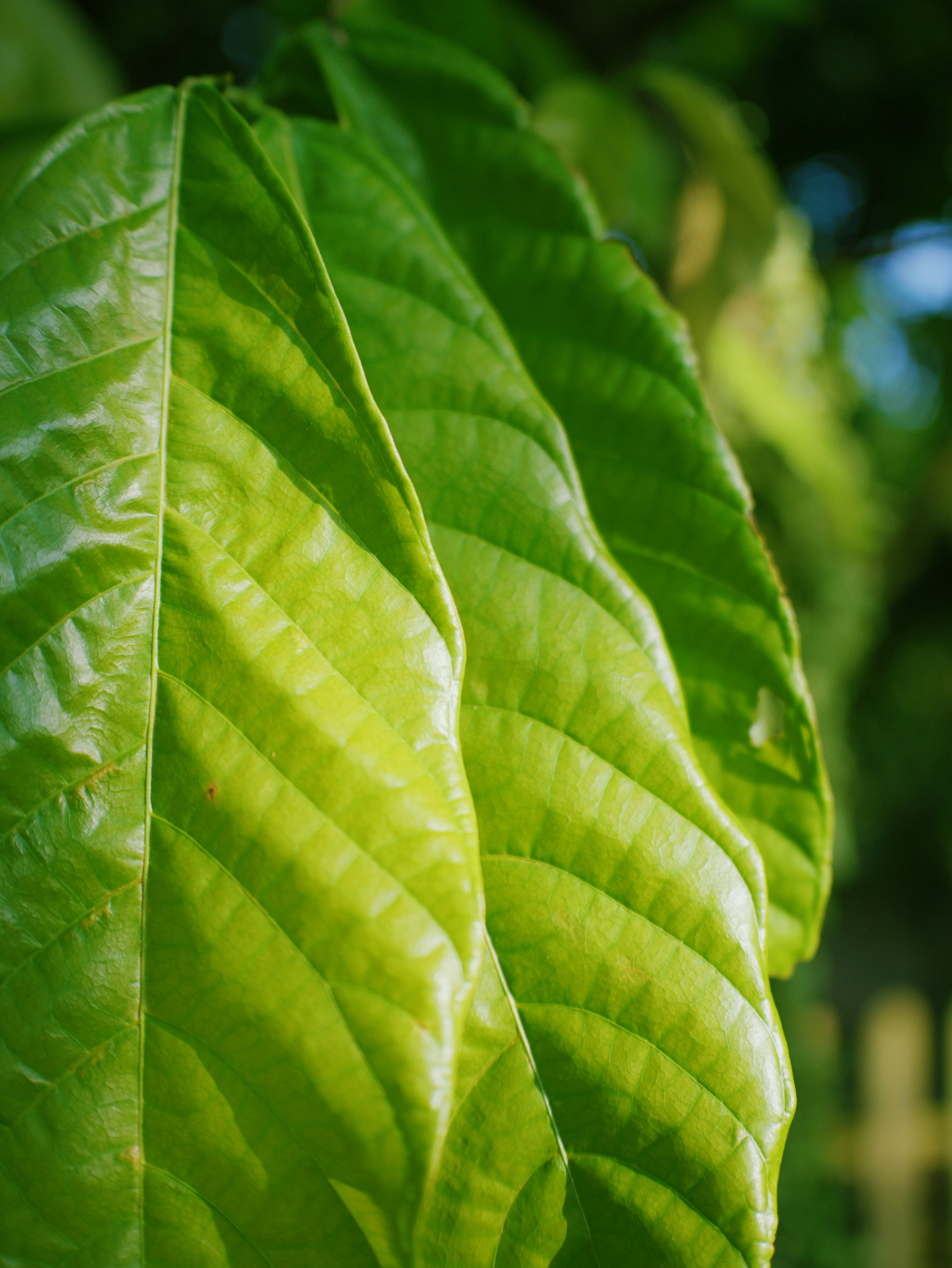 Verdant Vein: A Sunlit Leaf Close-Up