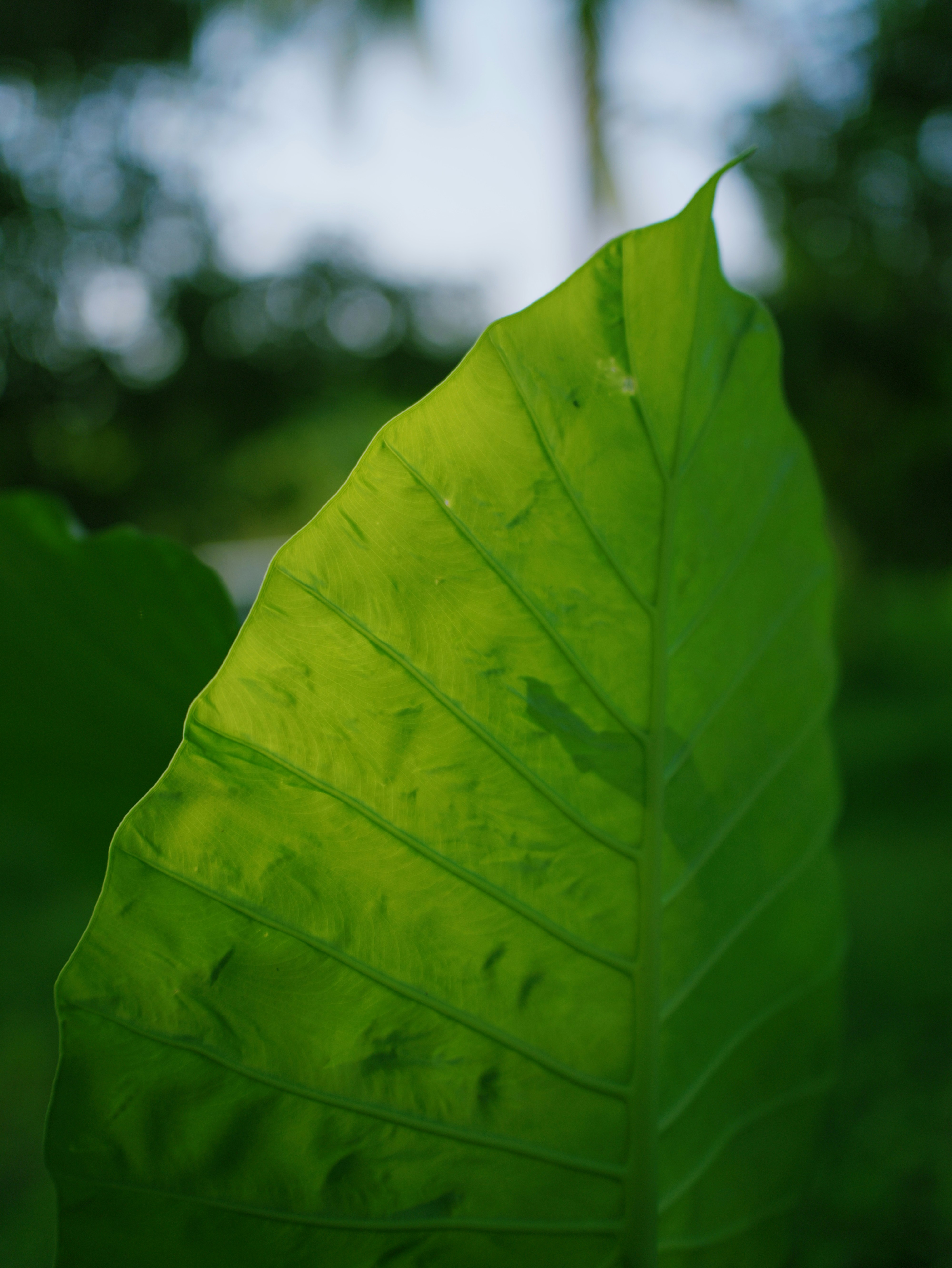 Emerald Vein: Close-Up of a Sunlit Leaf
