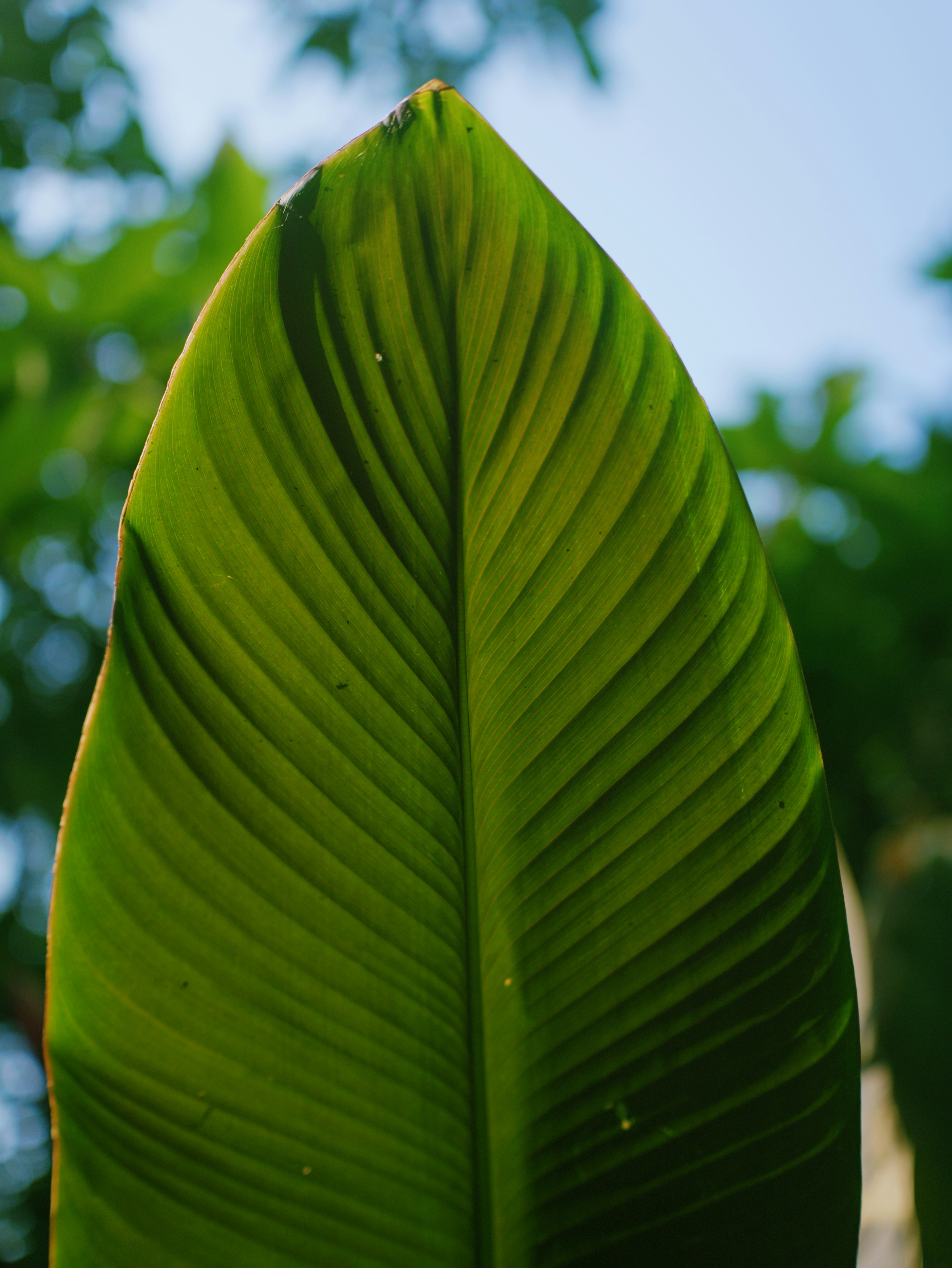 Central Vein: A Close-Up of a Precision-Textured Leaf