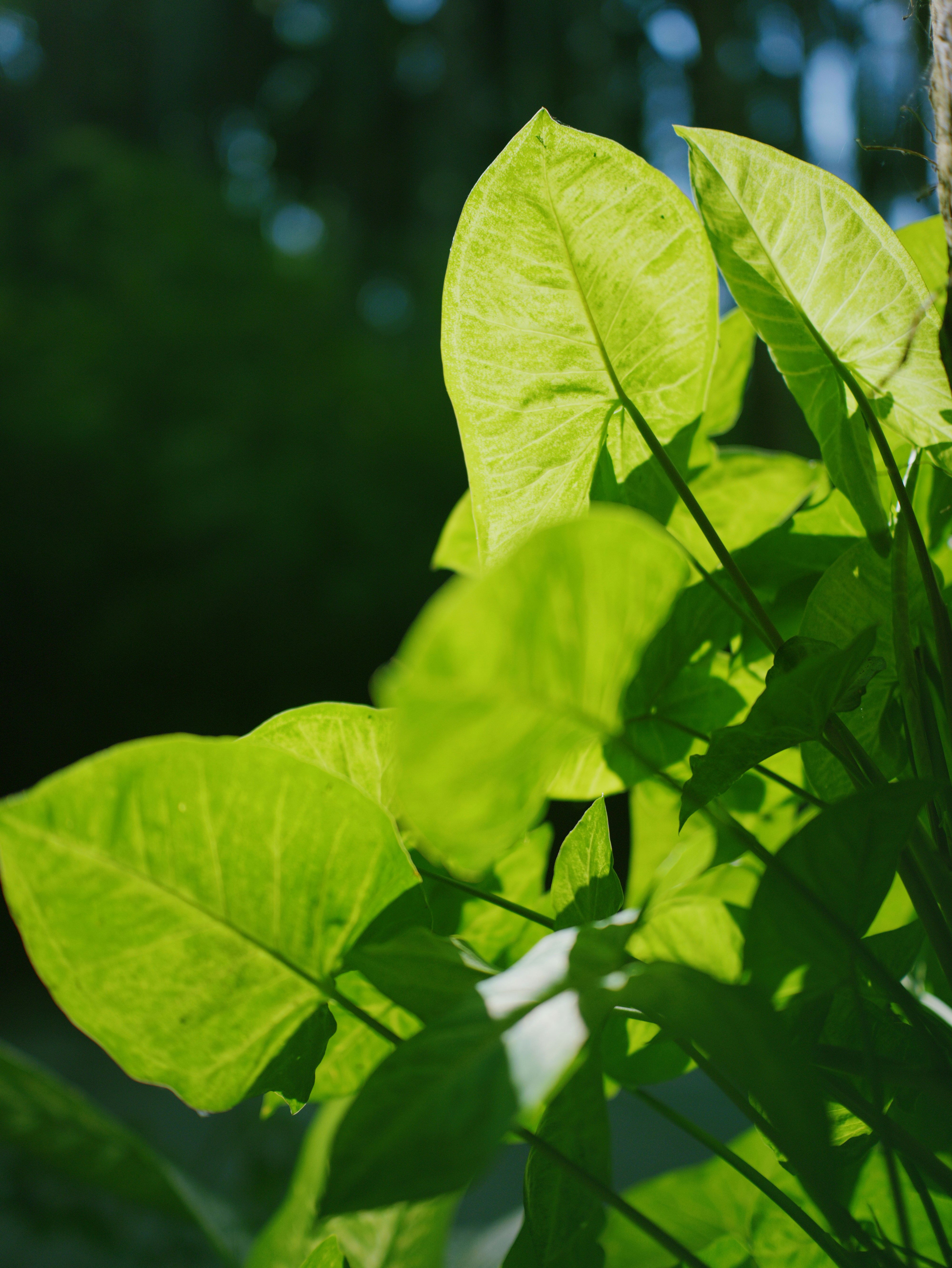 Emerald Leaves in Gentle Backlight