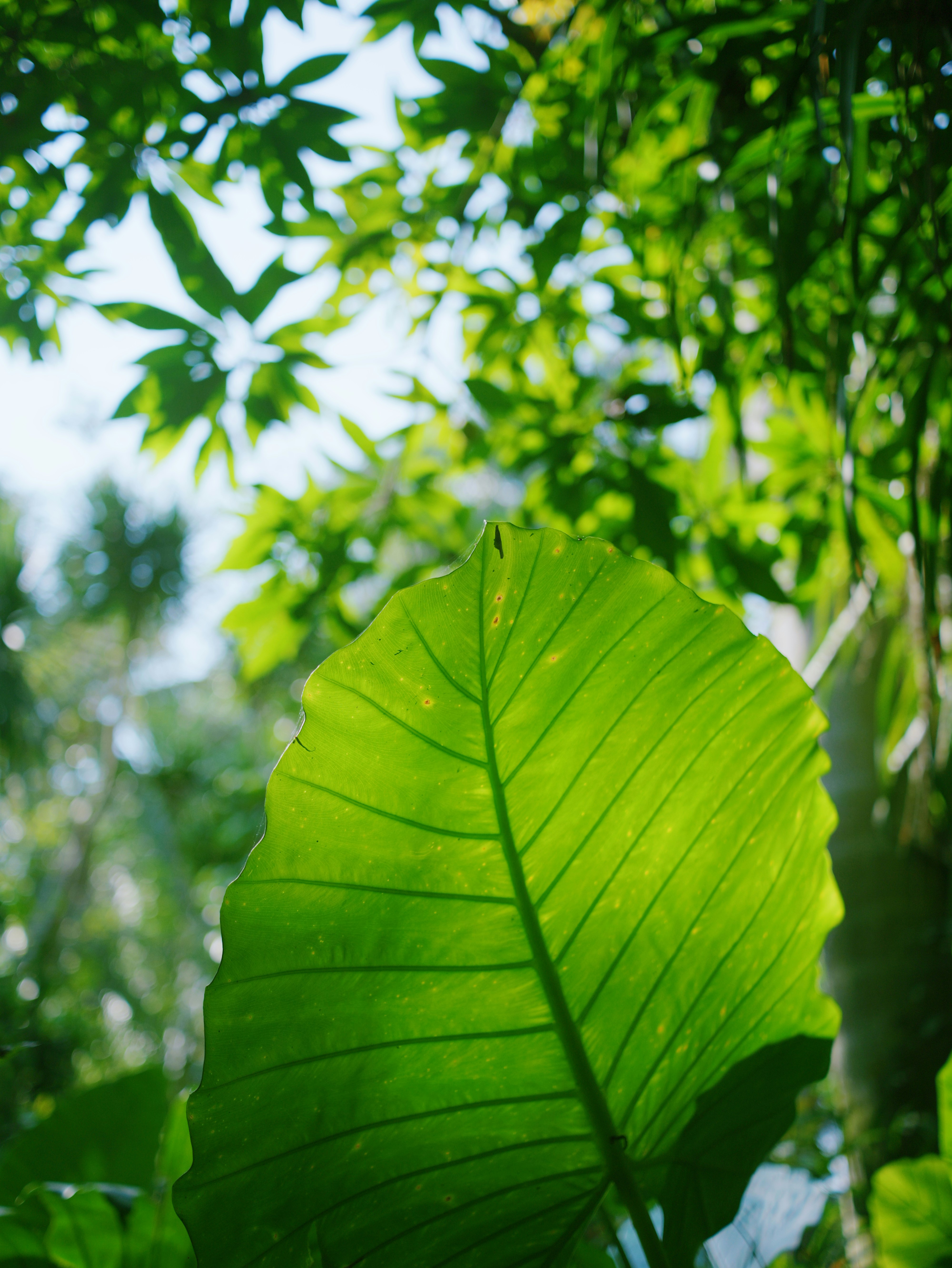 Verdant Spotlight: A Single Leaf Bathed in Midday Light