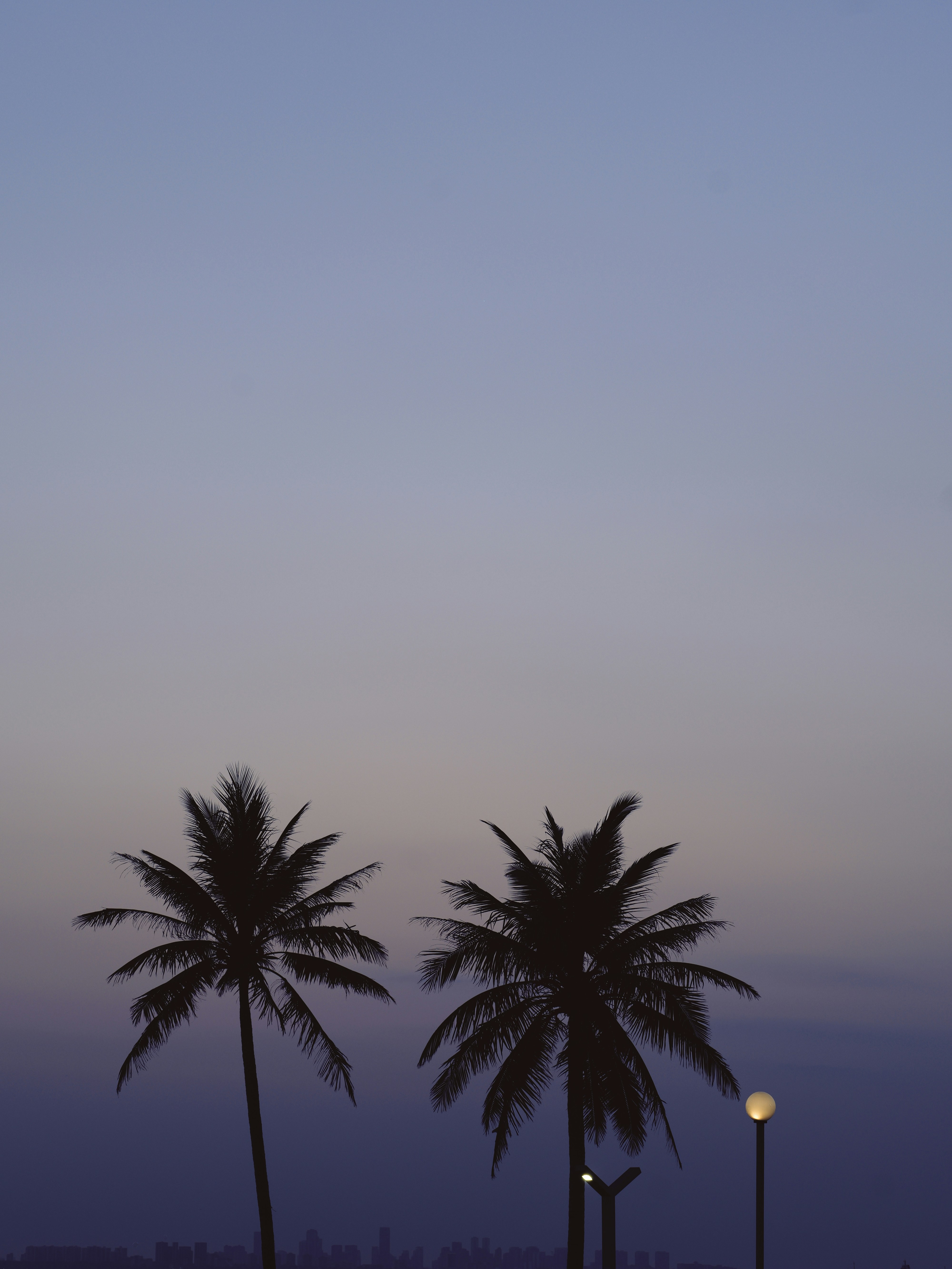 Silhouetted Palms at Dusk Over a Quiet Horizon