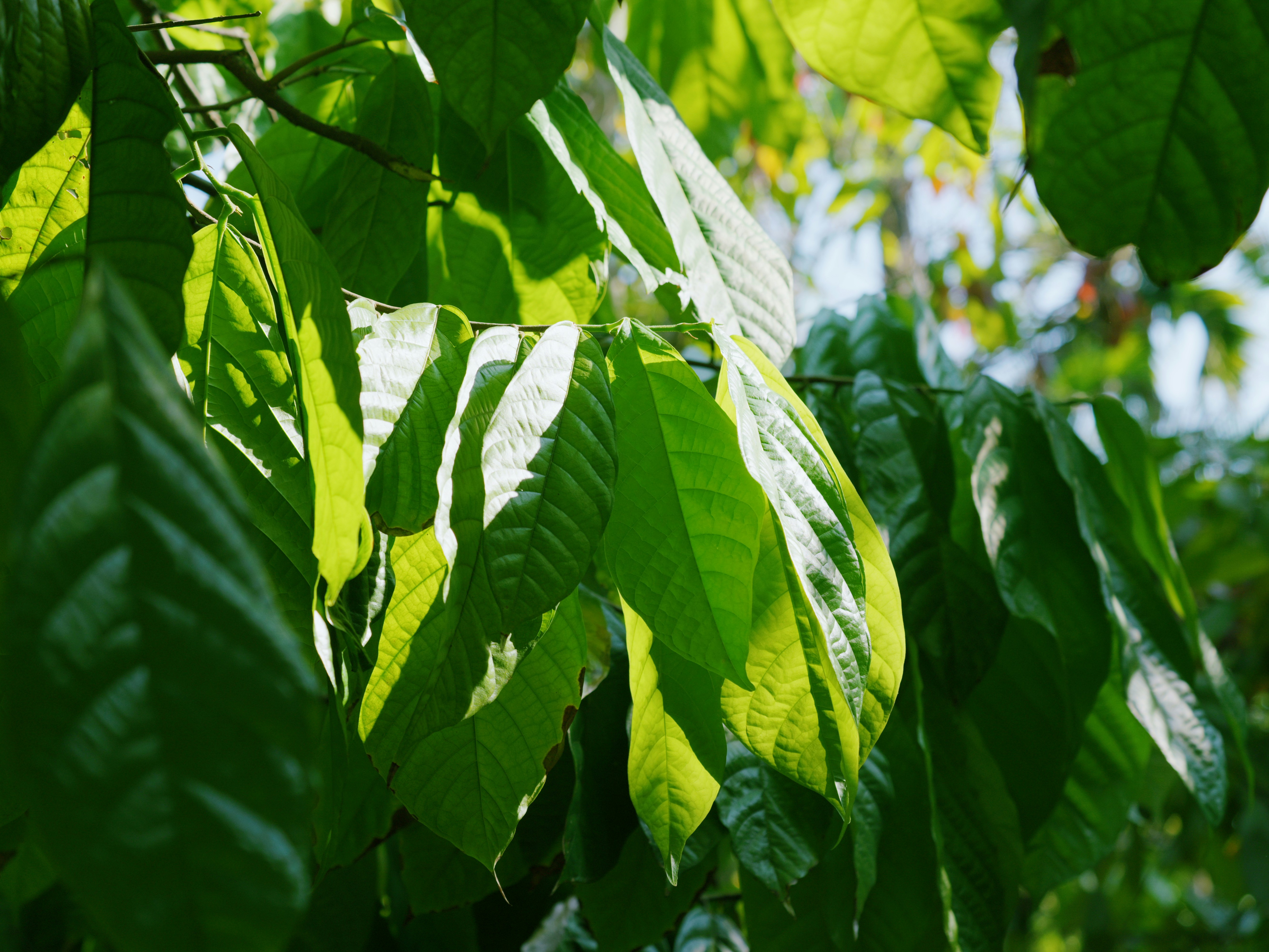 Sunlit Green Veins: A Close Look at Fresh Foliage