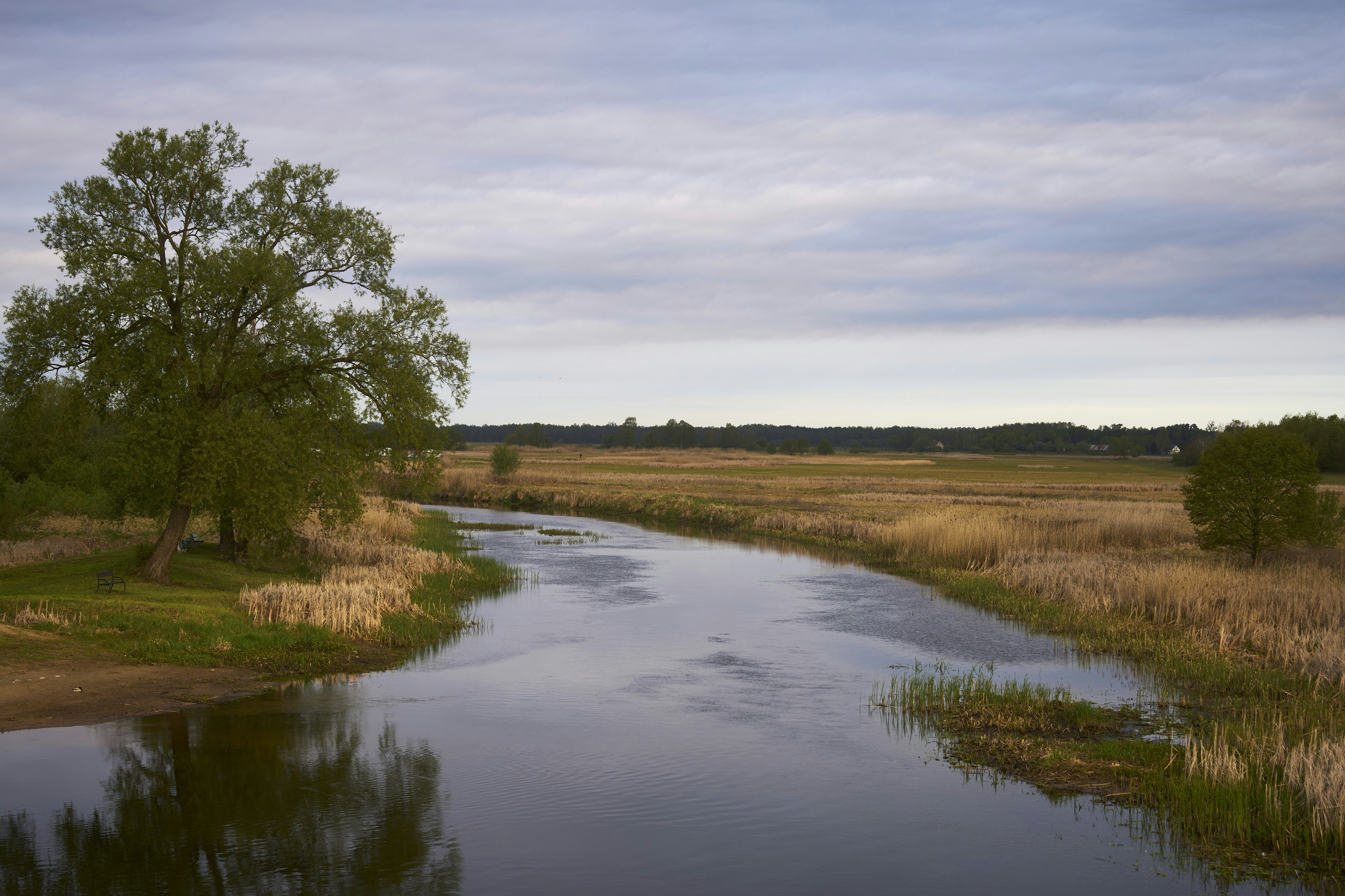 Whispering River Bend: Marshland Quiet Under Wide Sky