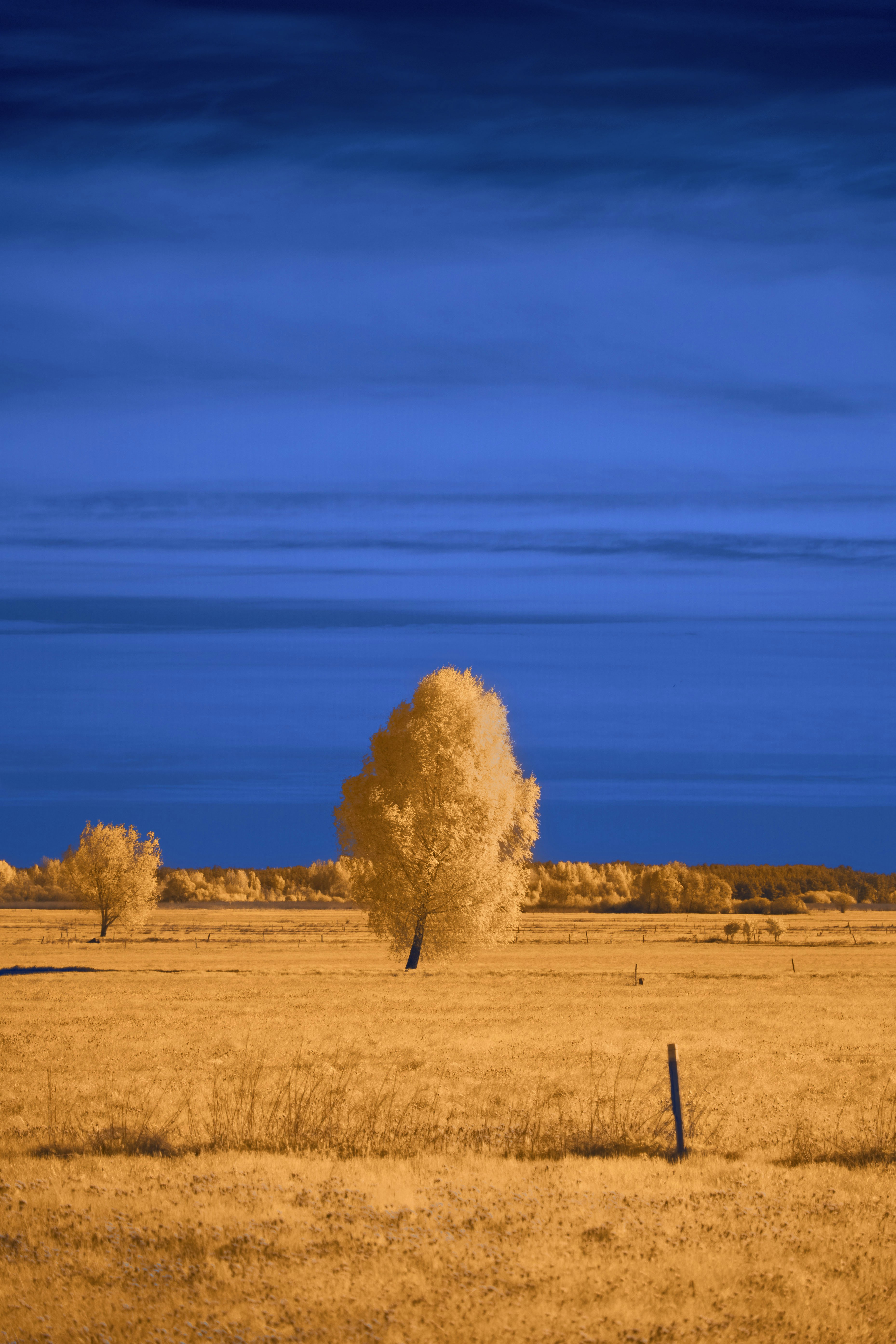 Golden Field Beneath a Cerulean Sky