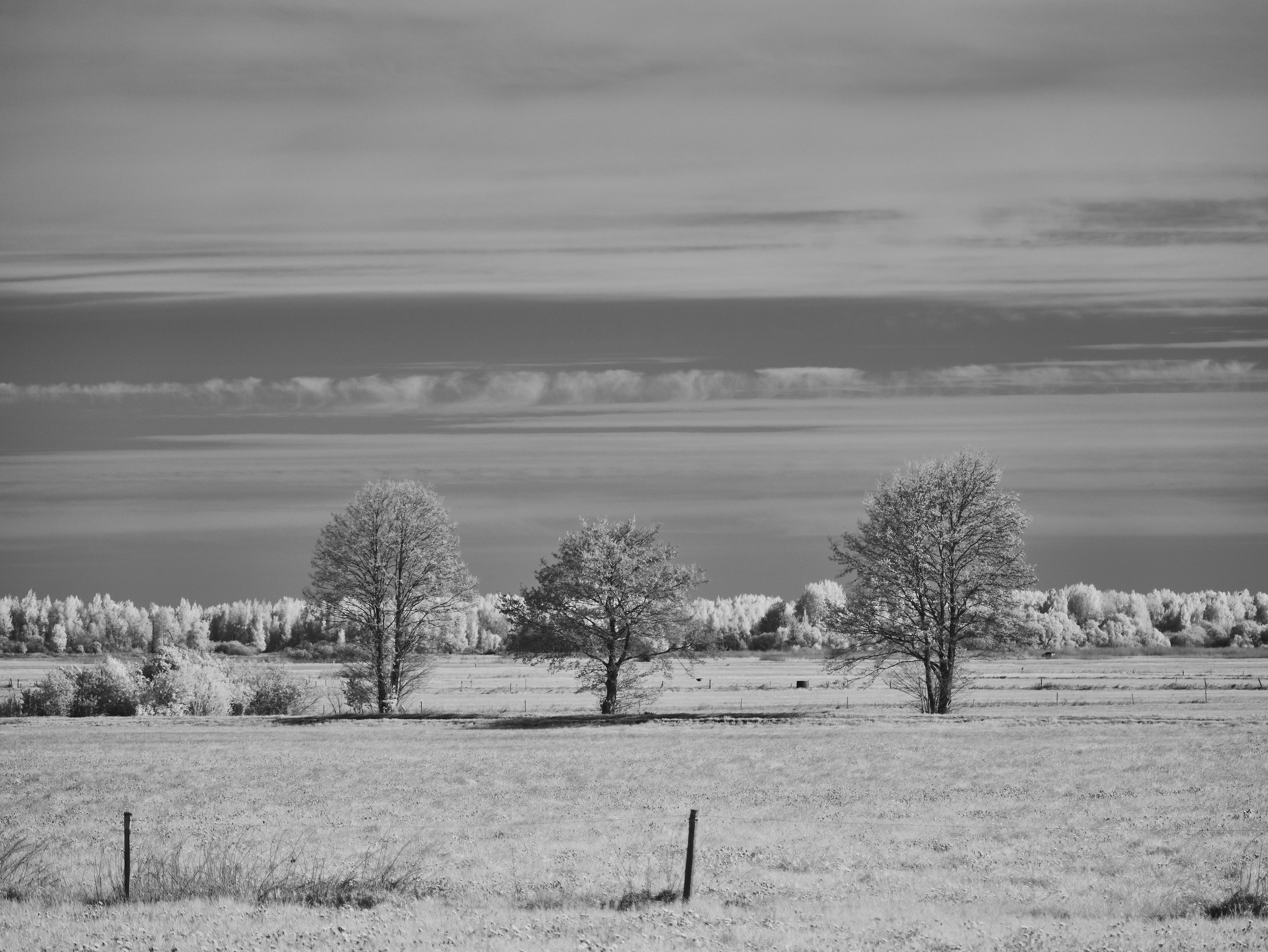 Three bright trees in a field under a cloudy sky.