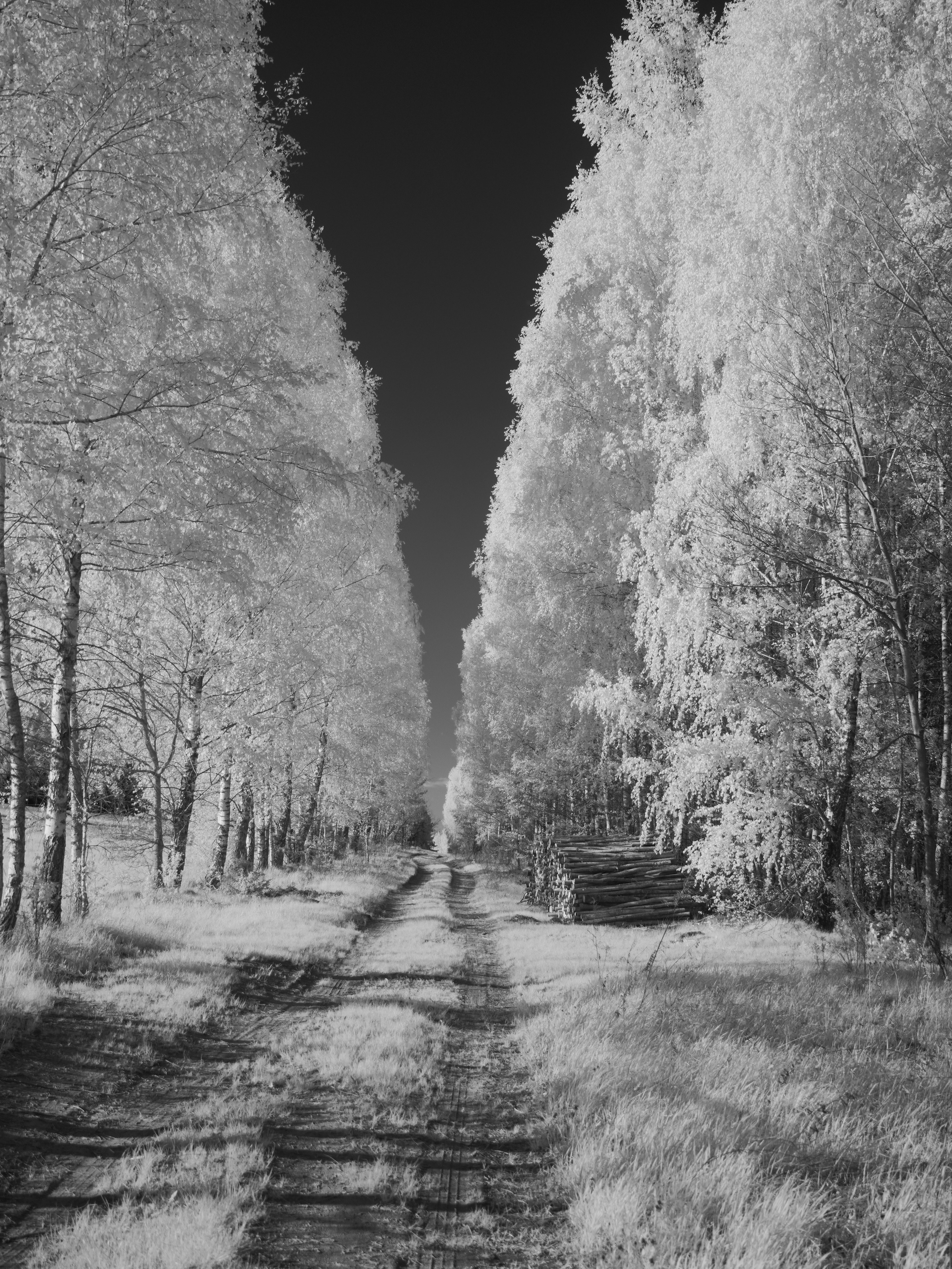 A Silent Roadway Through an Infrared Forest