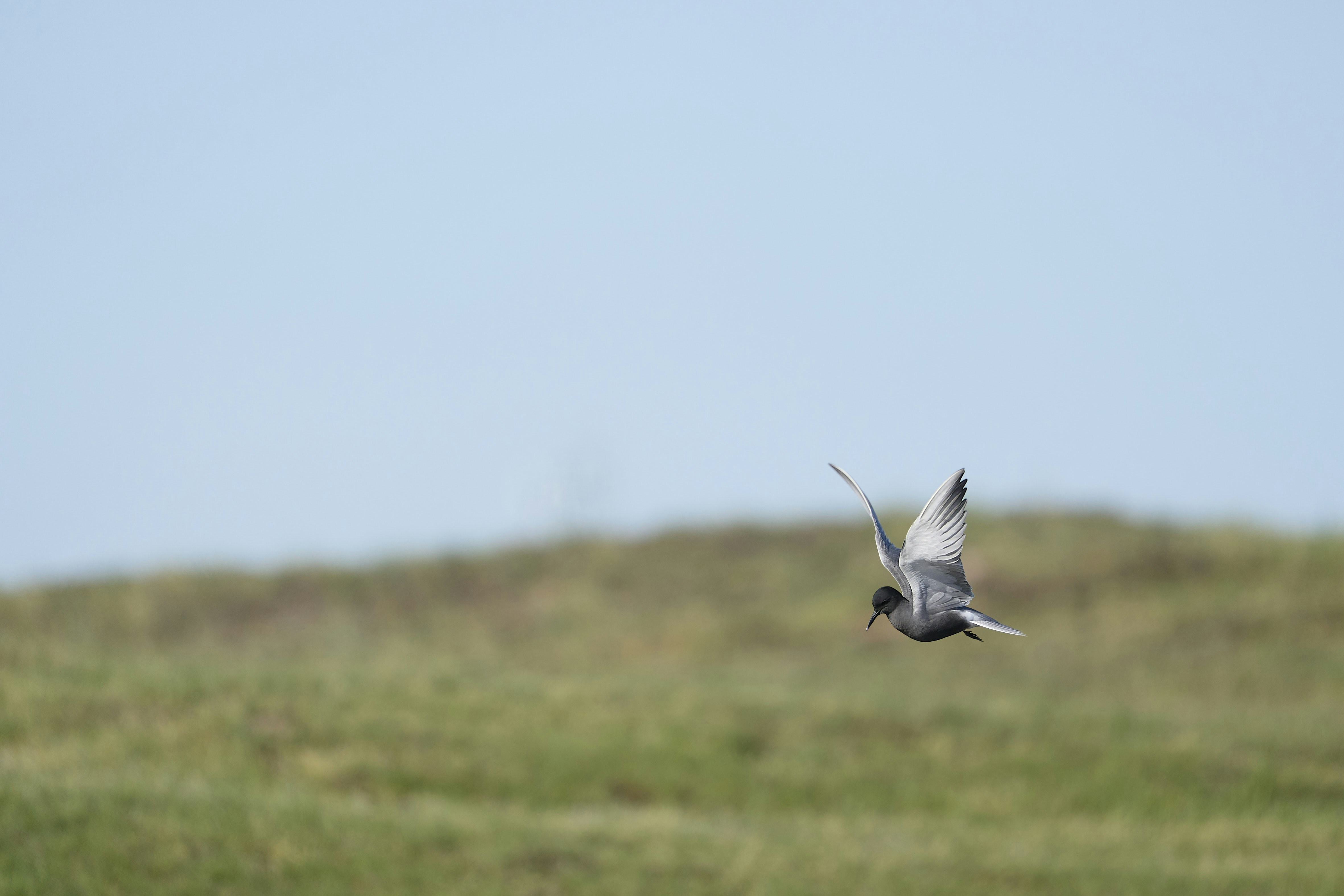 Soaring Sand Tern Over Gentle Dune Meadow