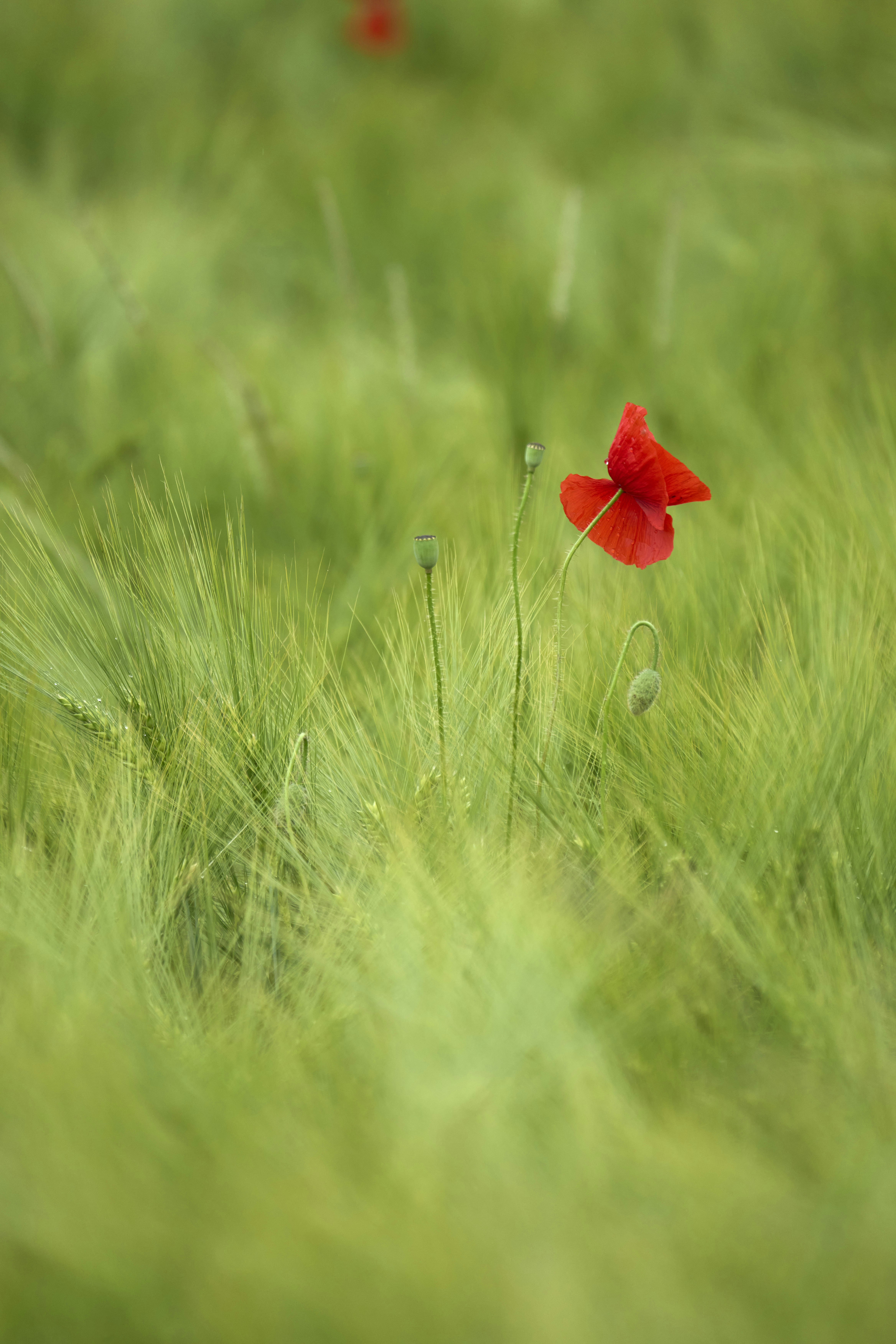 Crimson Poppy Amid a Sea of Green