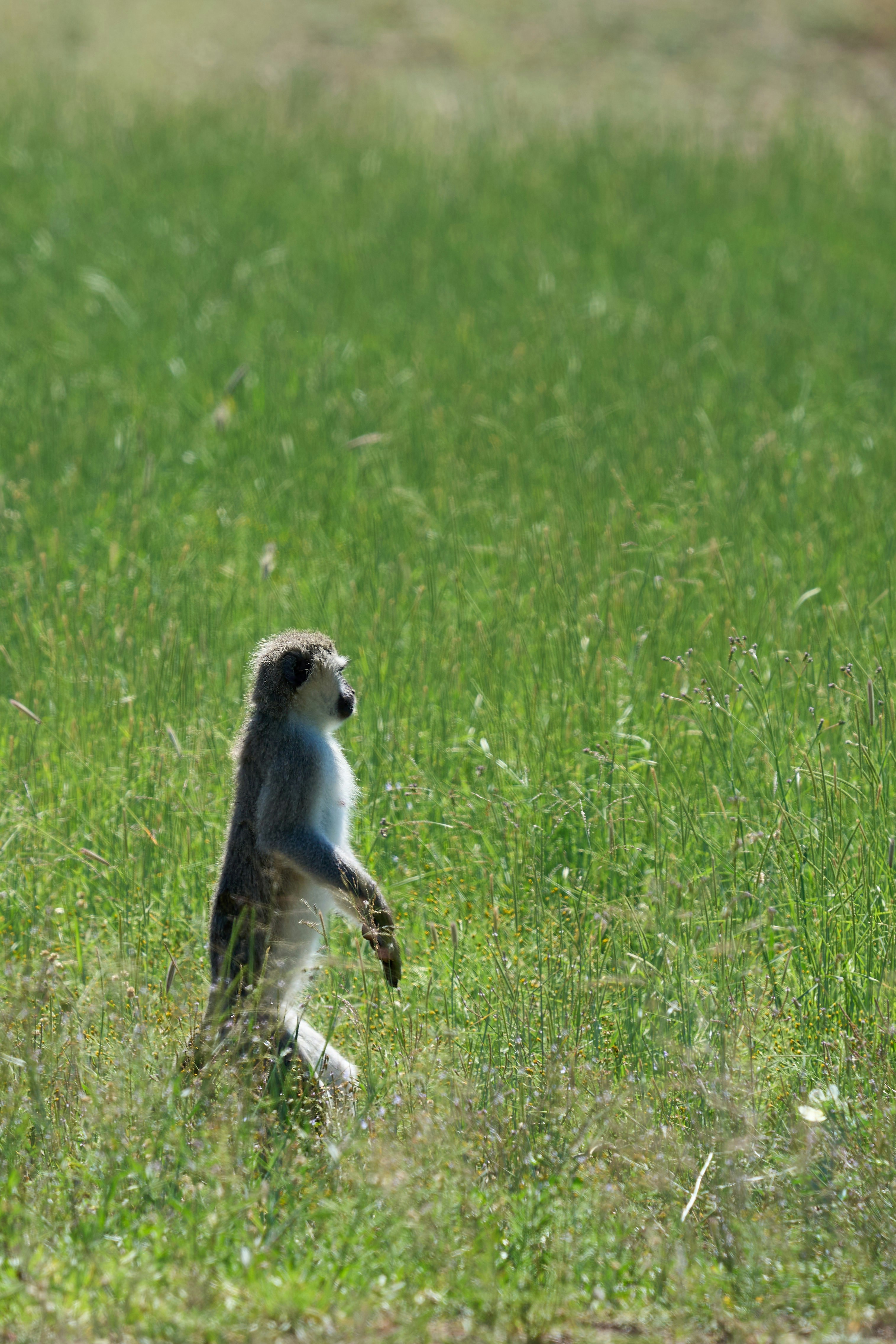 A monkey stands upright in a field of green grass.