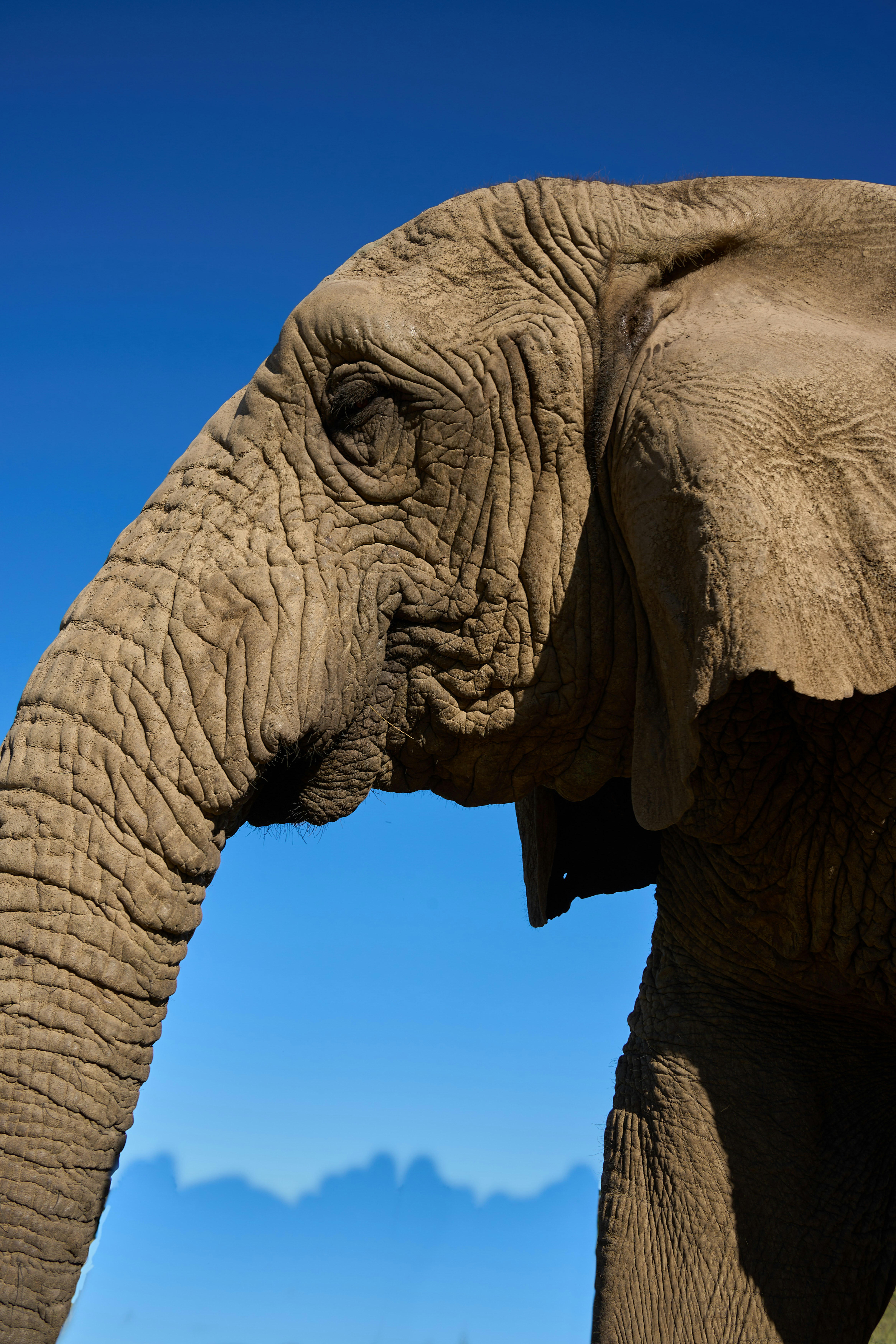 Majestic elephant's head and trunk against a bright blue sky.