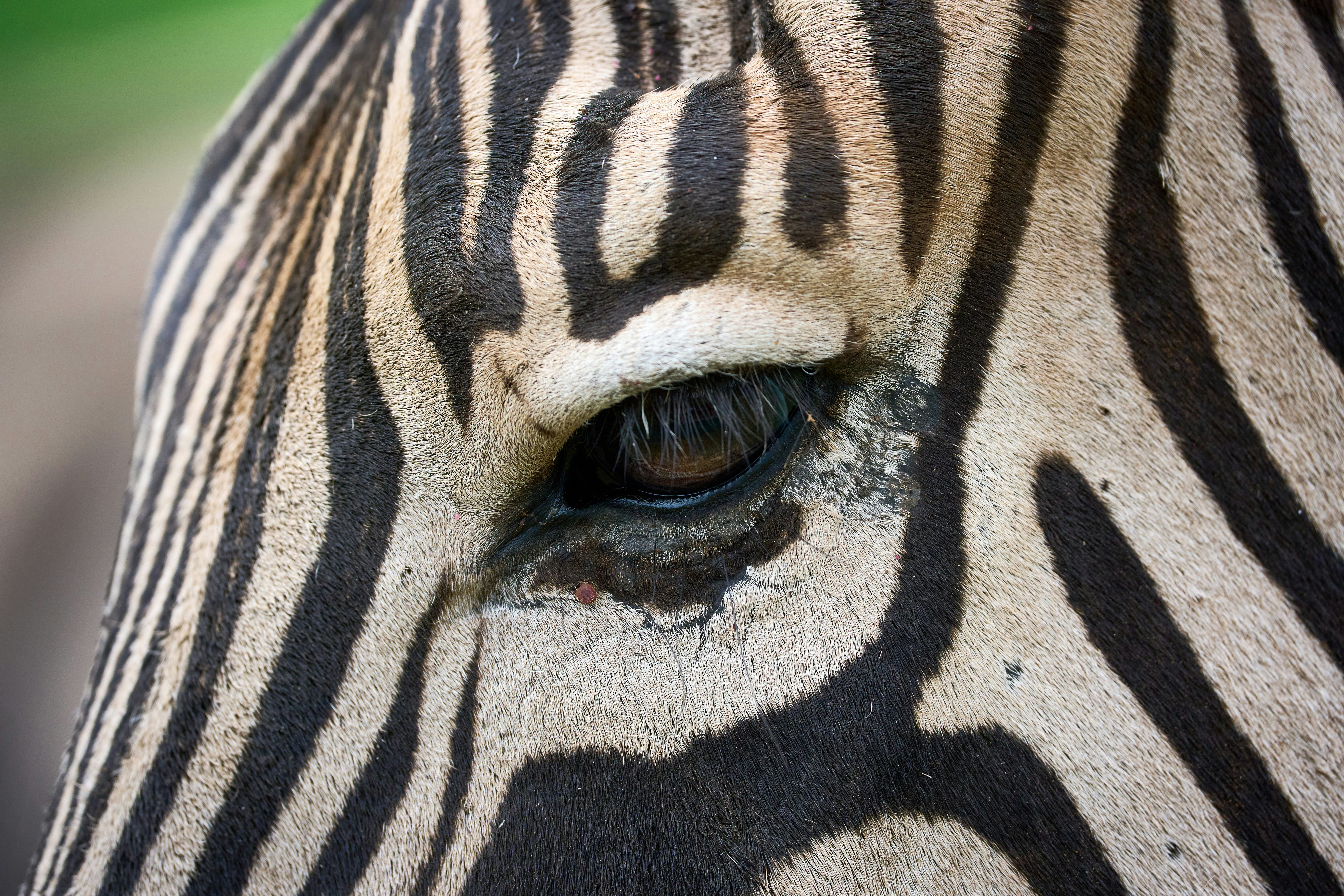 A zebra's eye surrounded by bold black and white stripes.
