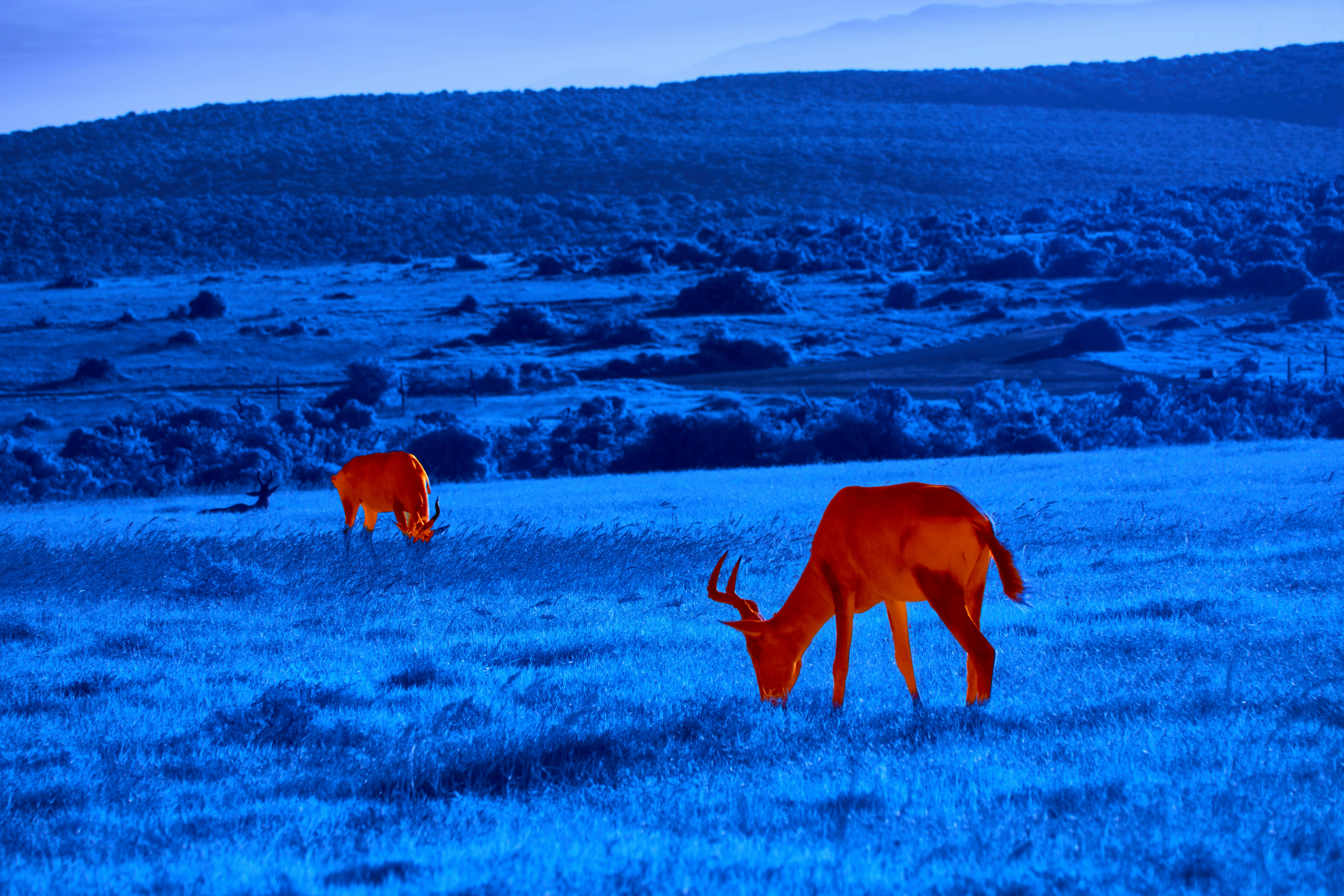 Red Grazers Under a Blue Desert Sky