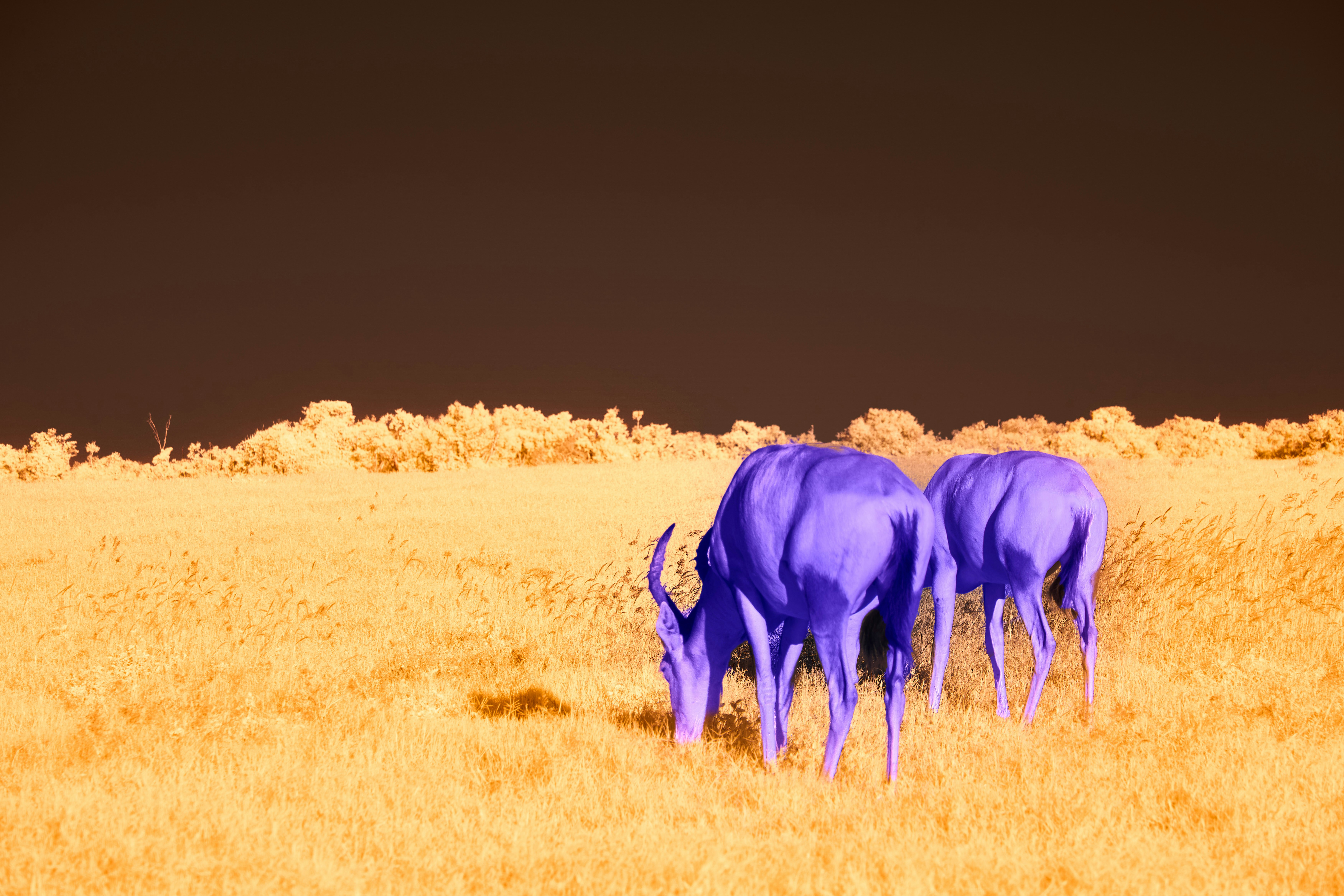 Two Neon Horses Grazing under a Desert Sunset
