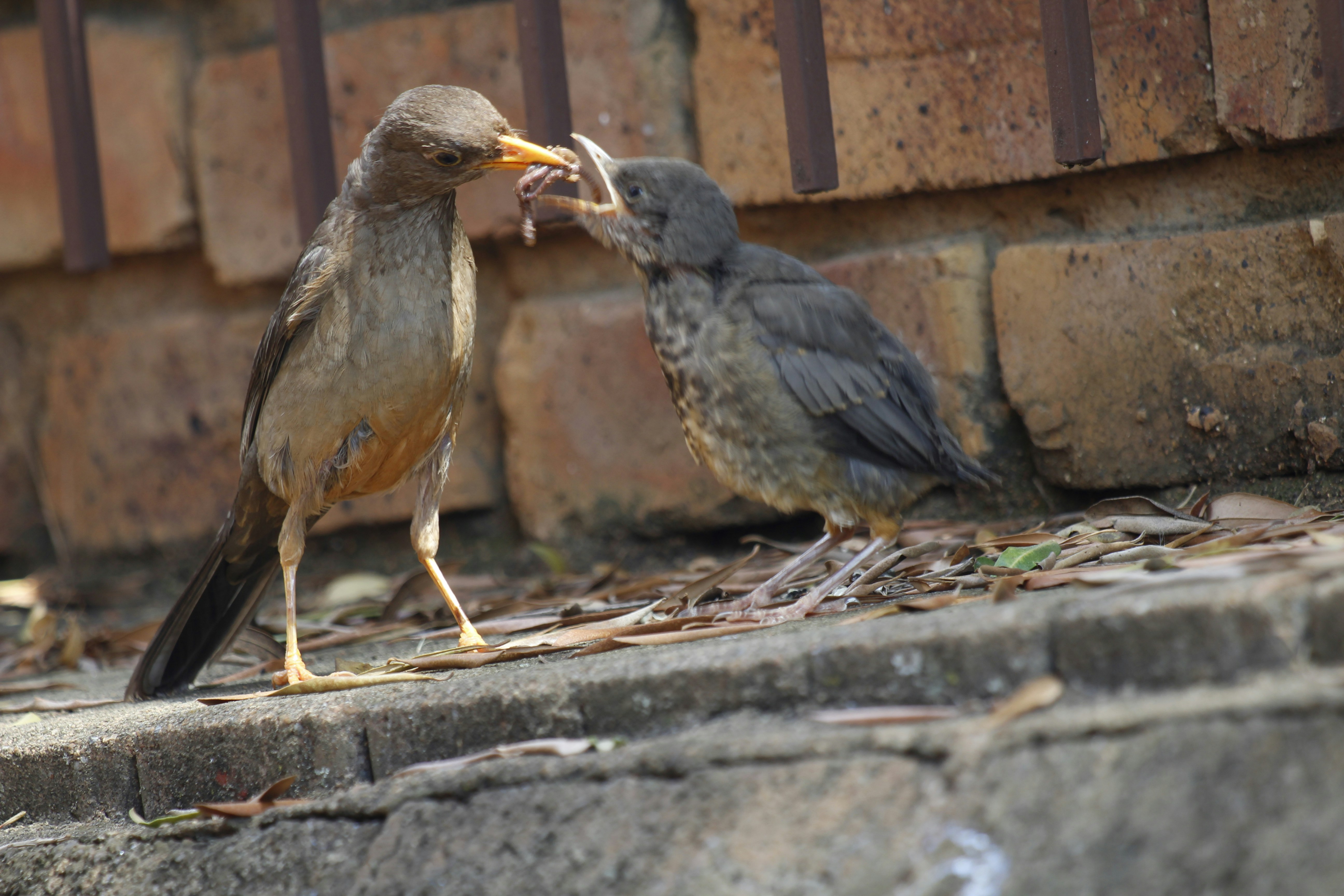 Tandem Courtship by the Brick Wall