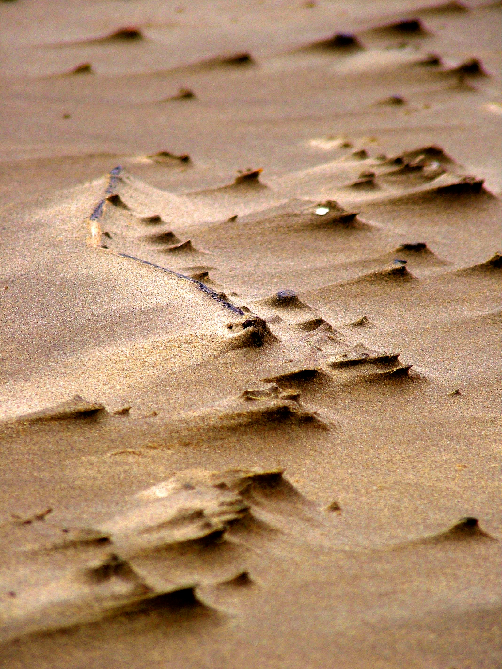Winding Tracks in Golden Dune Ripples