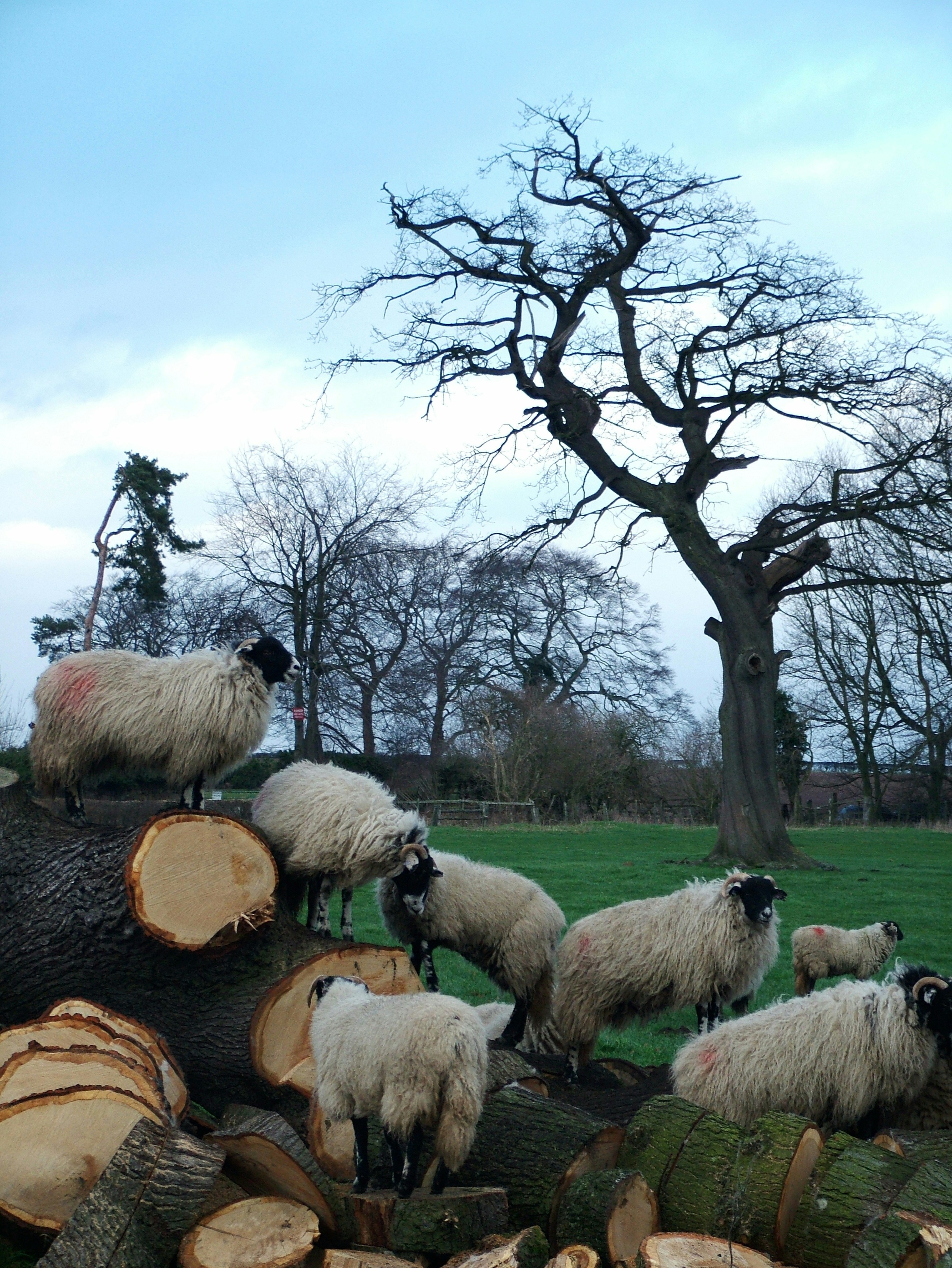 Sheep at the Log-filled Field Under a Gnarled Tree