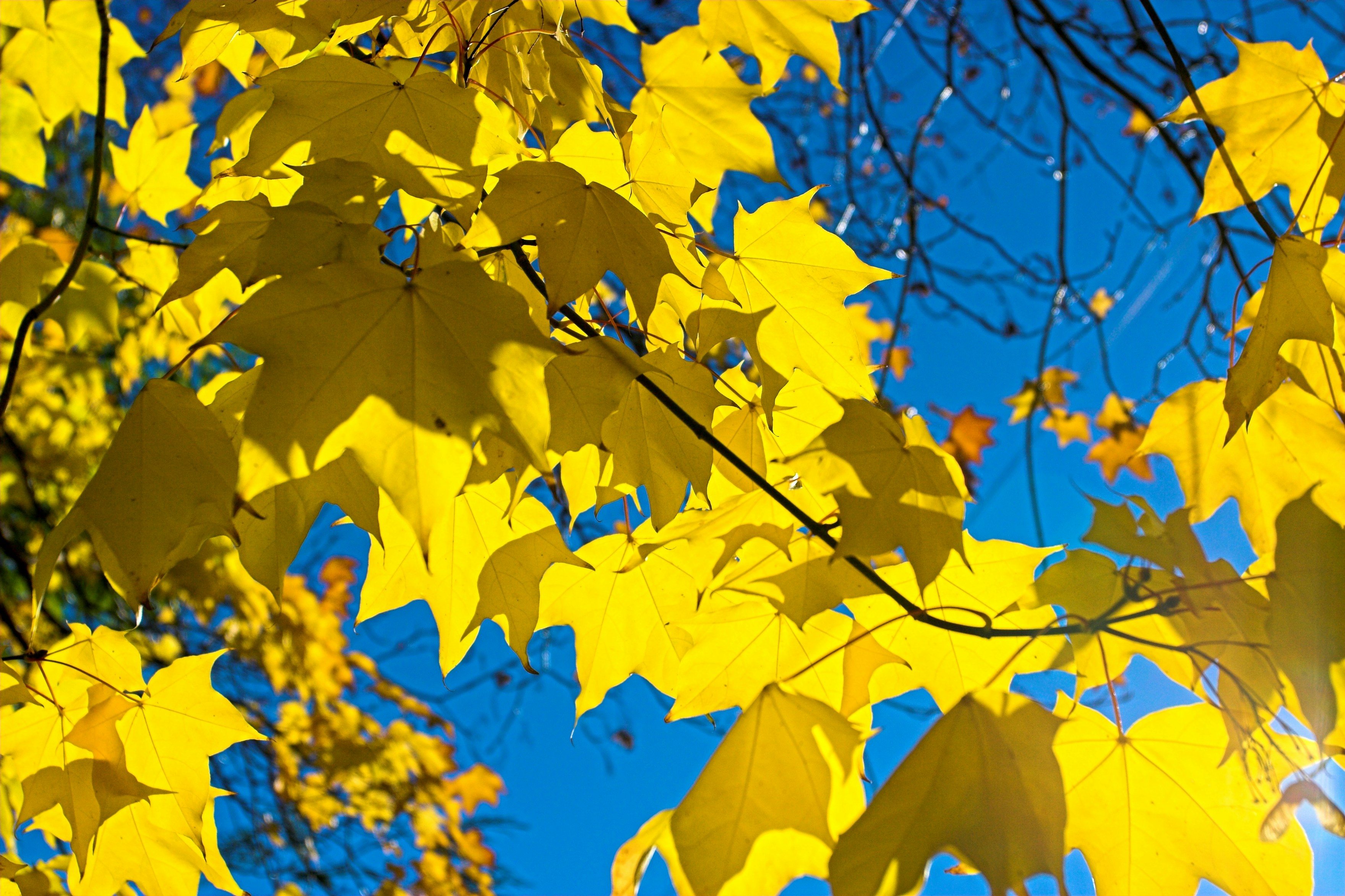 Sunlit Gold: Autumn Maple Canopy Against a Cerulean Sky
