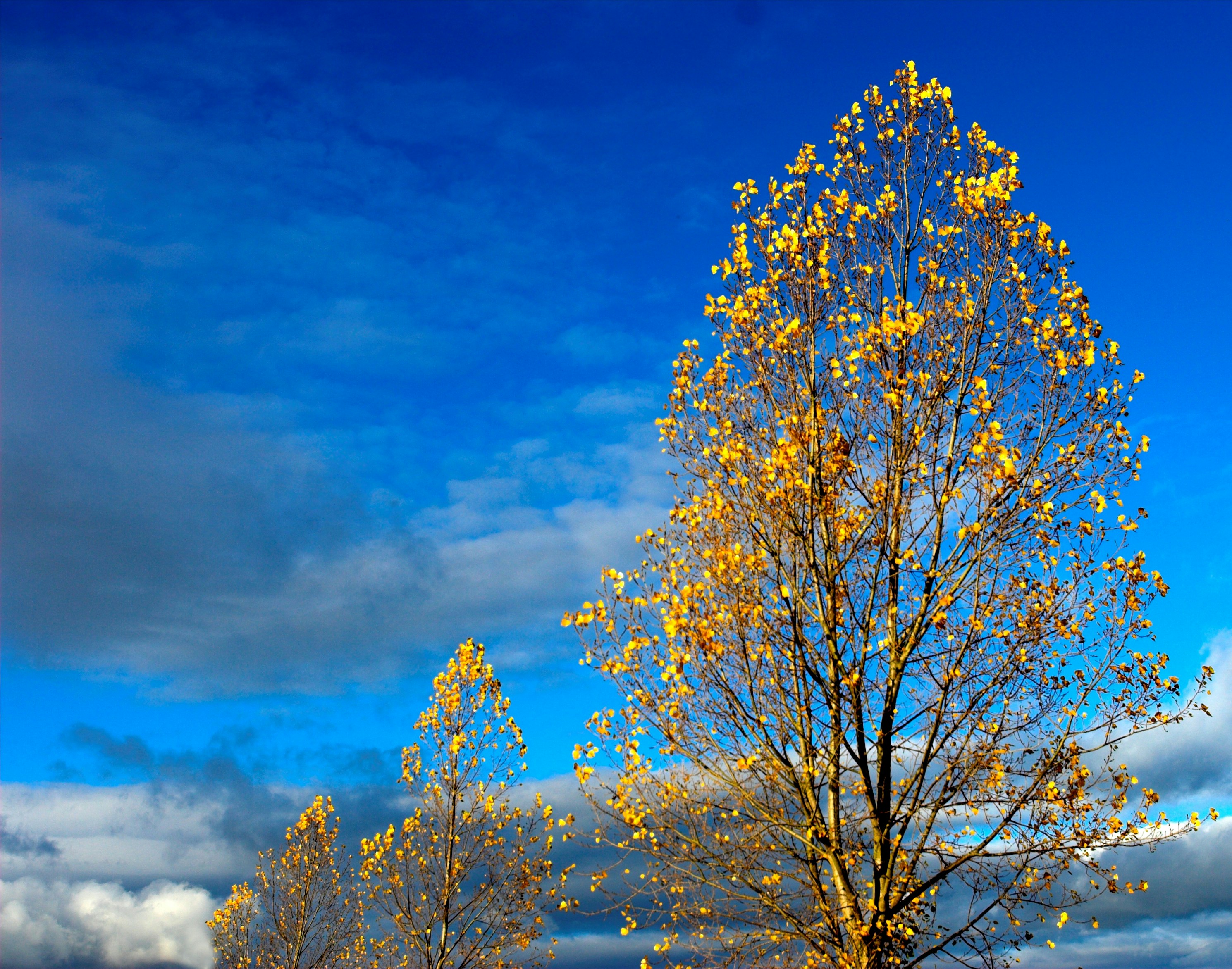 Golden Canopy Under a Cerulean Sky