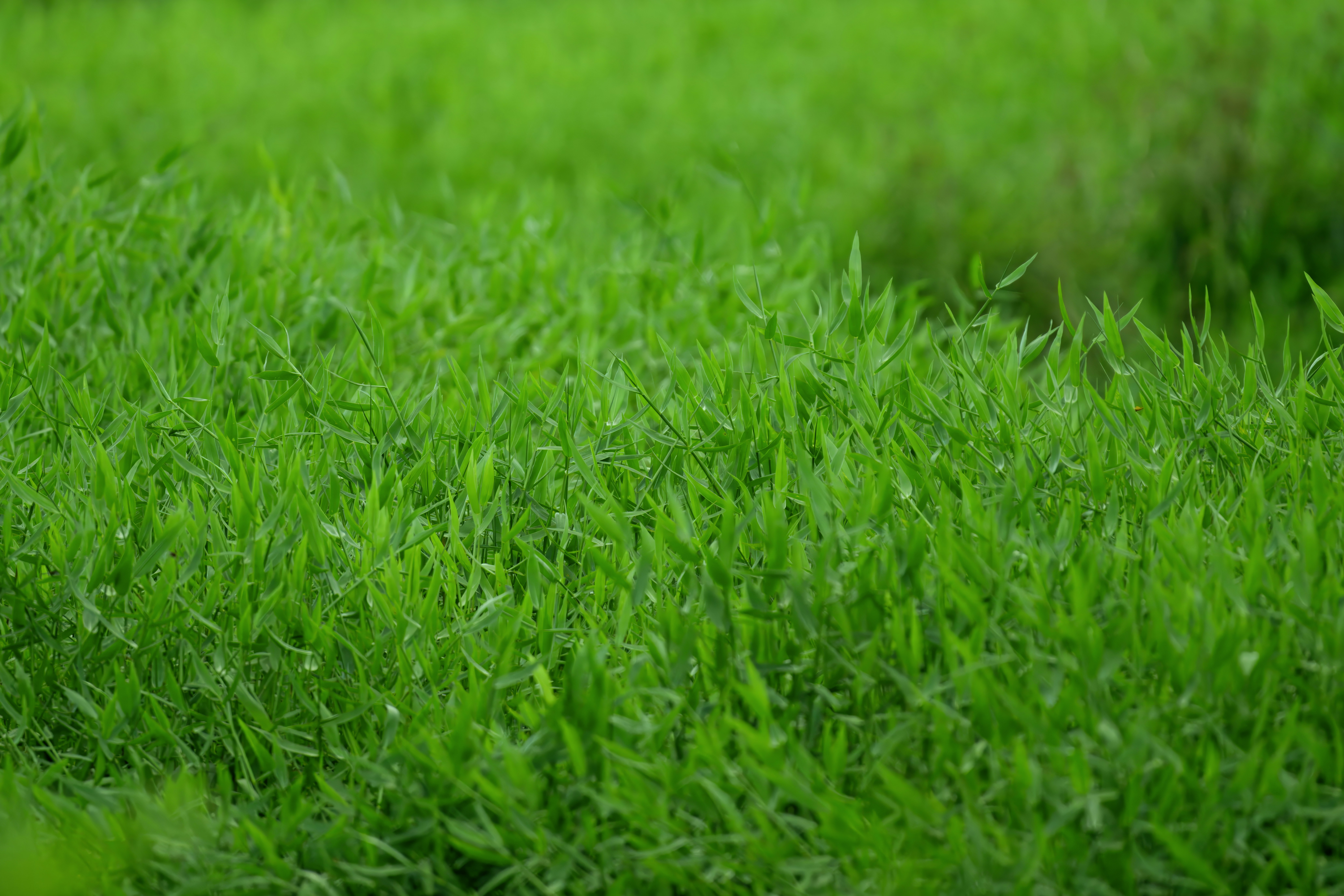 A vibrant green field of fresh grass.