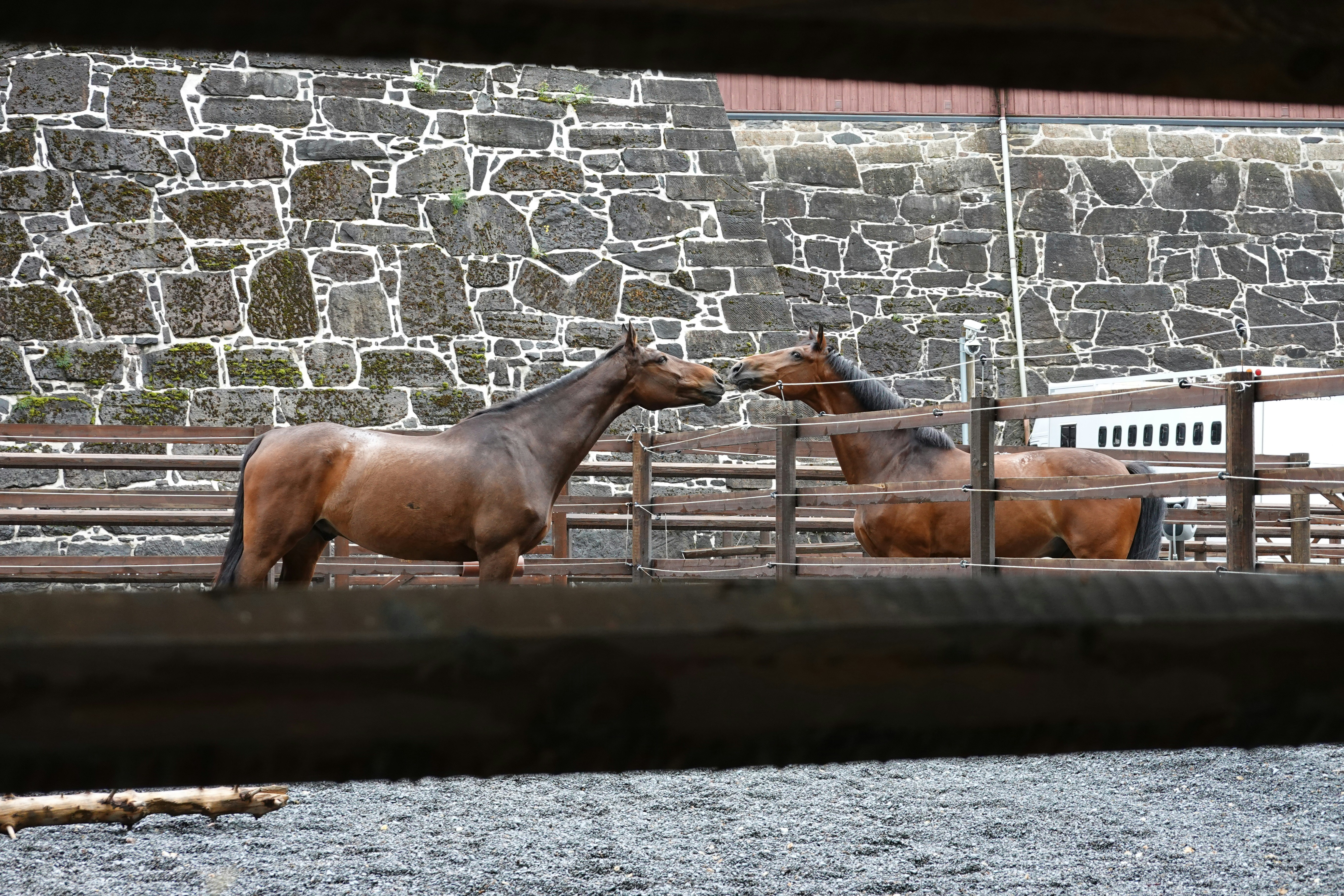 Two bridled horses face off across a sunlit wooden corral