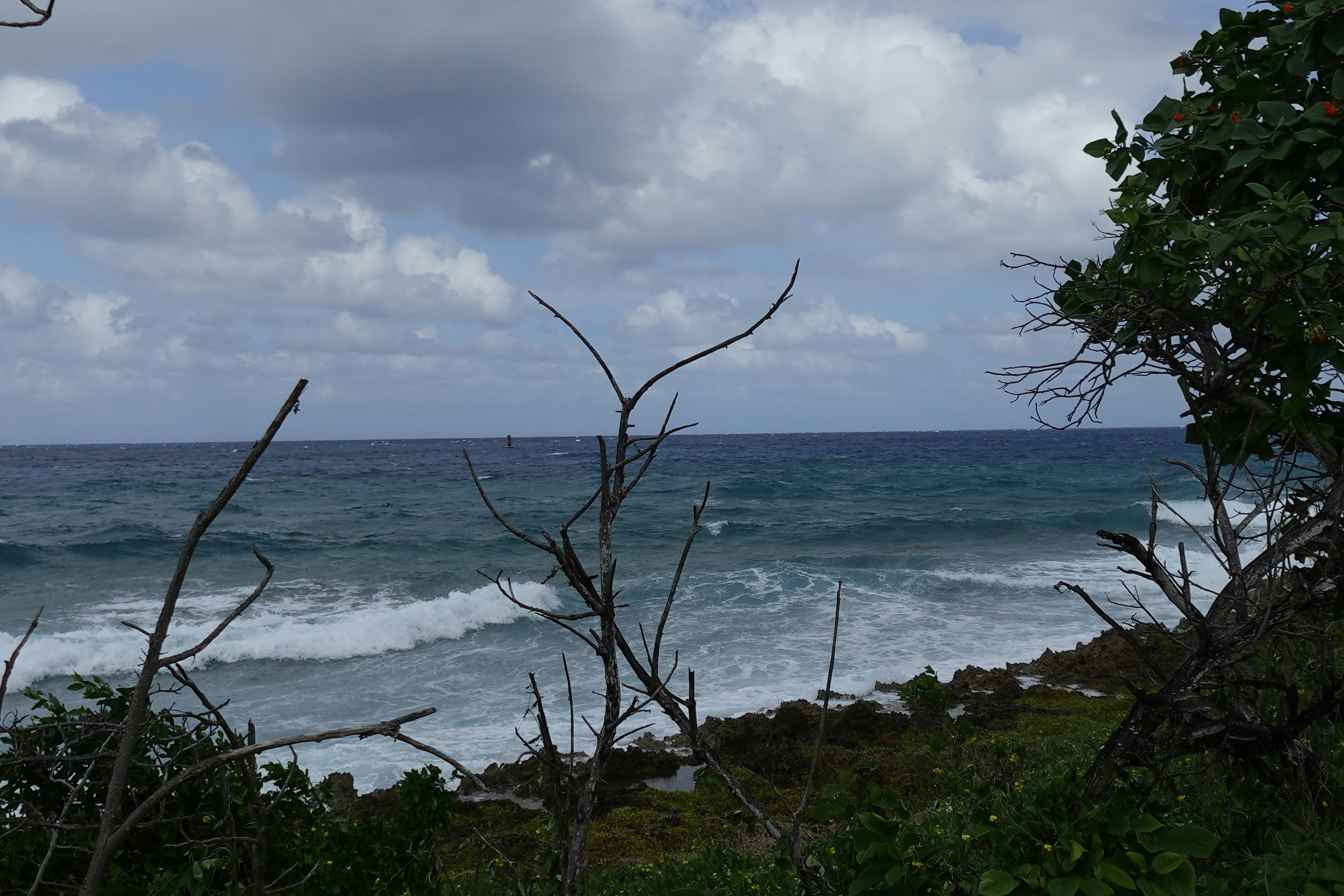 Coastal Vines: Ocean Horizon Beyond Bare Branches