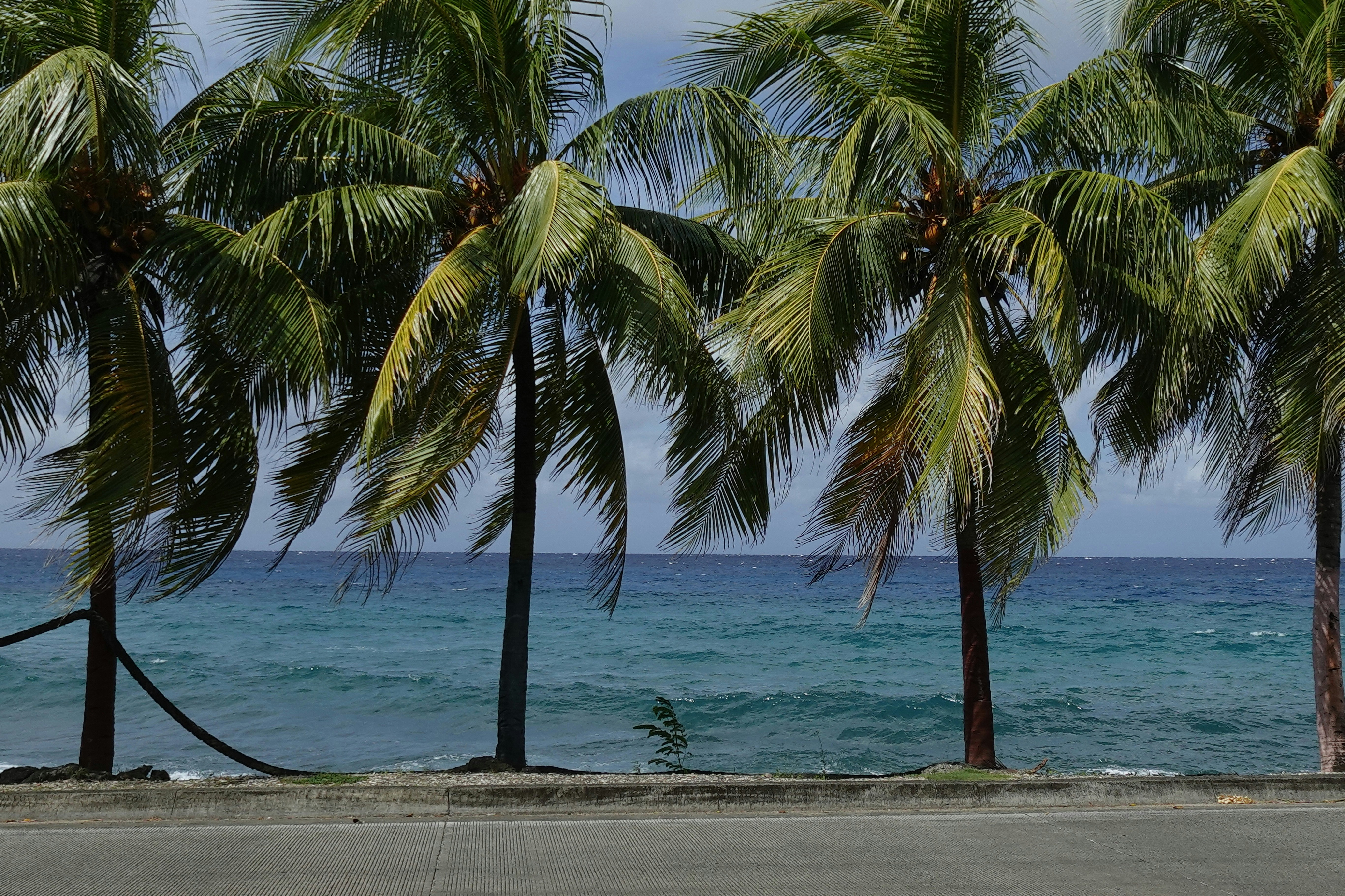 Palm Row by the Ocean: A Quiet Seaside Boulevard
