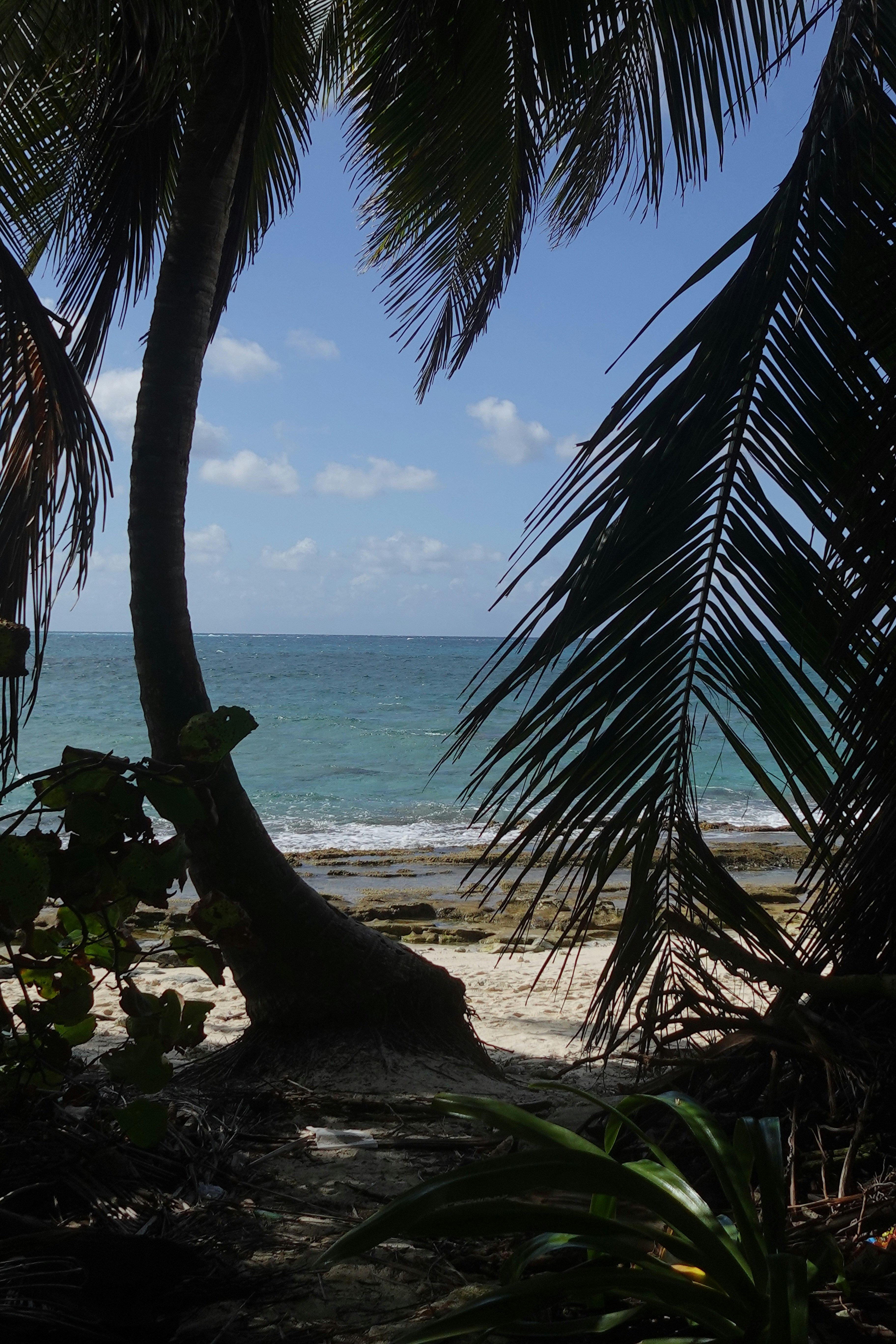 Shaded Arch of Palm Fronds Framing a Sea View